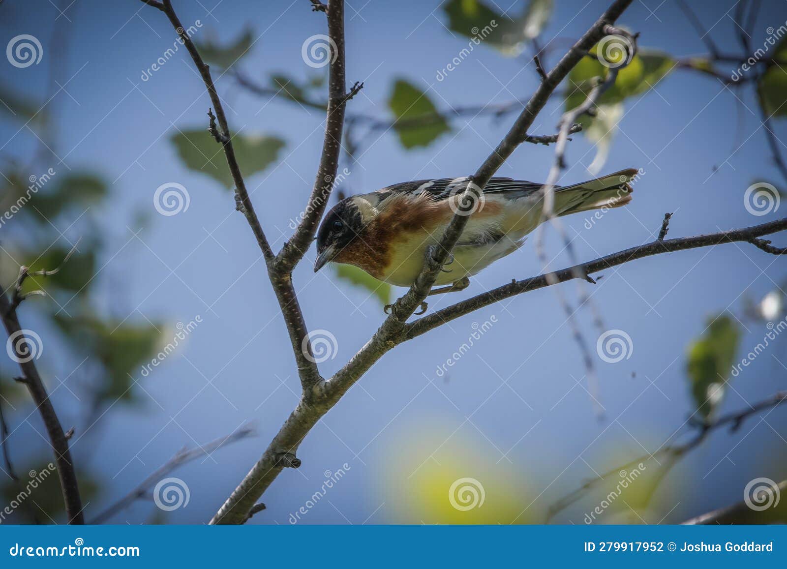 Bay-breasted Warbler on Tree Branch Stock Photo - Image of parulidae ...