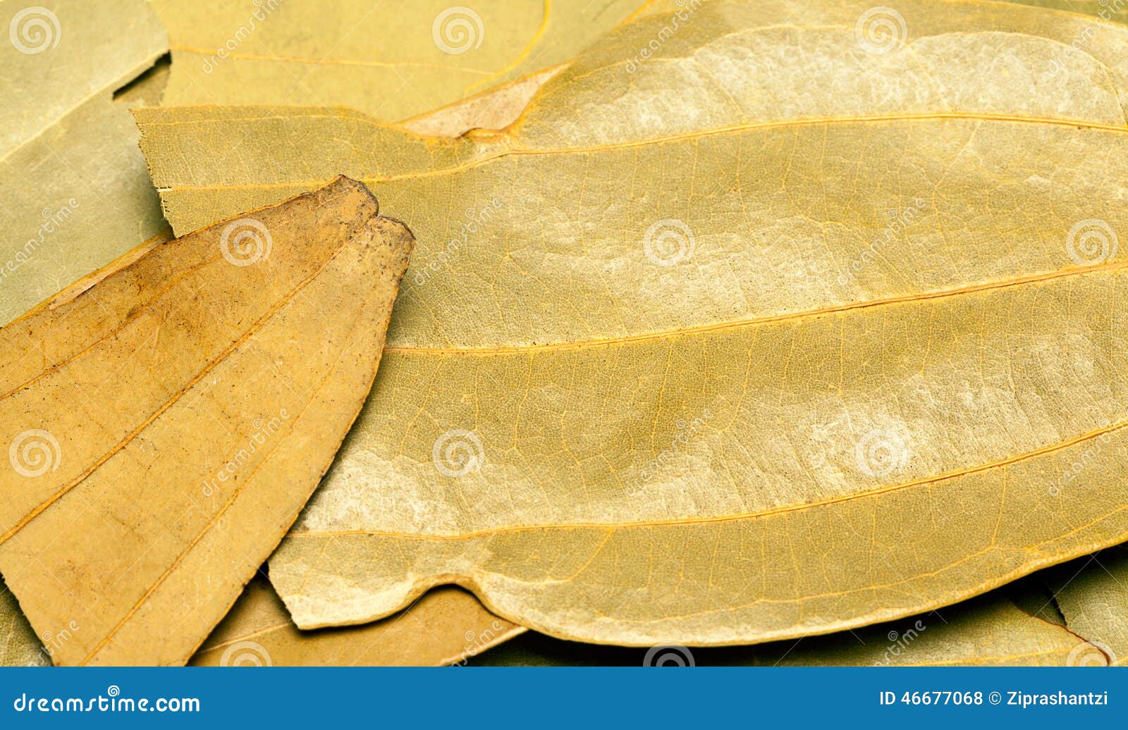Bay or Cinnamn Leaves or Tejpata Stock Photo - Image of culture ...
