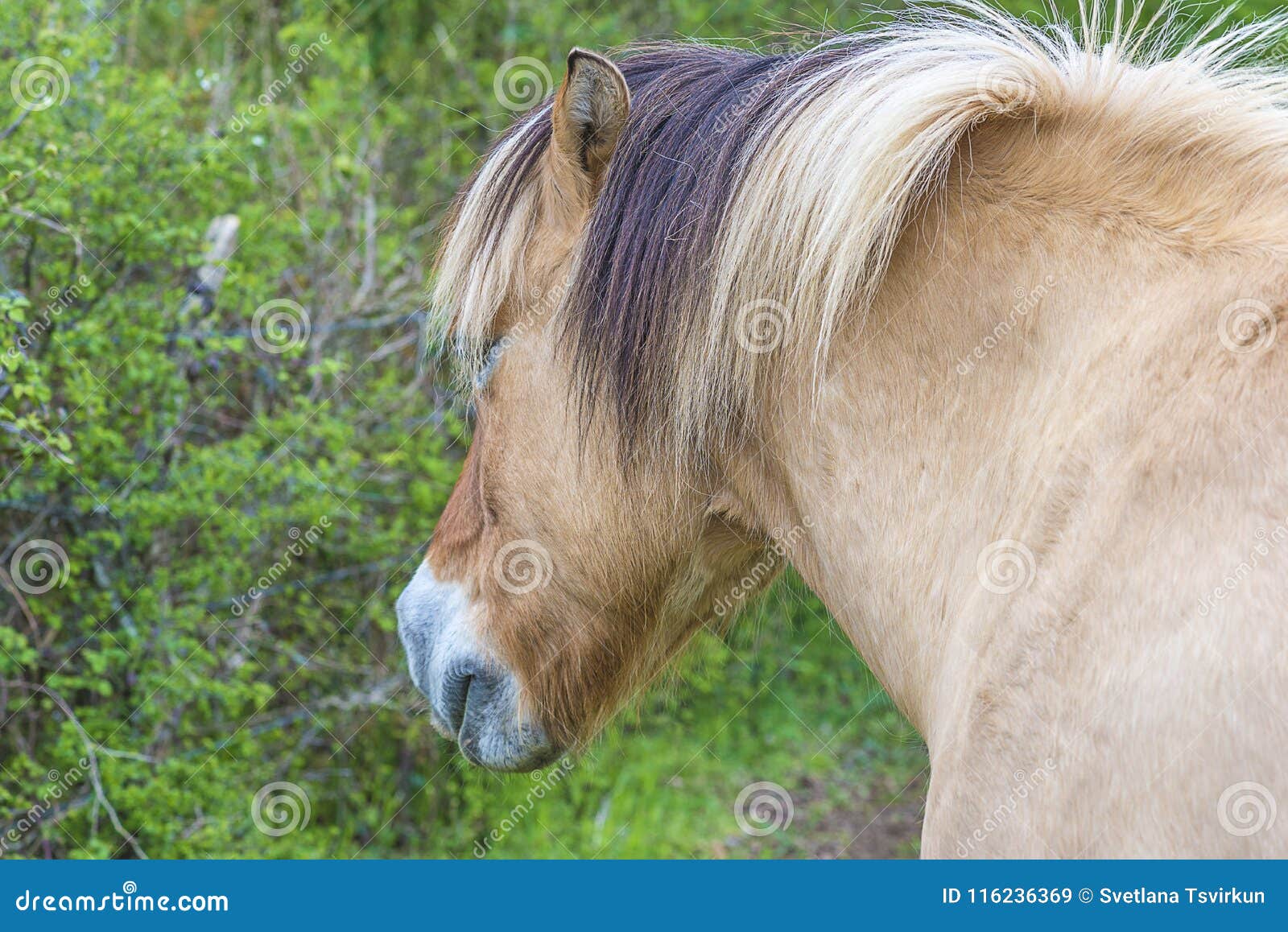 Bay color horse close up stock image. Image of outdoor - 116236369