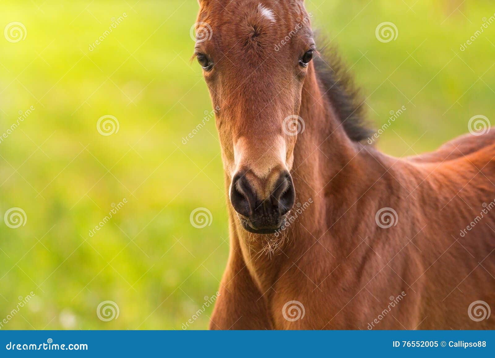 Bay colt portrait stock image. Image of freedom, baby - 76552005