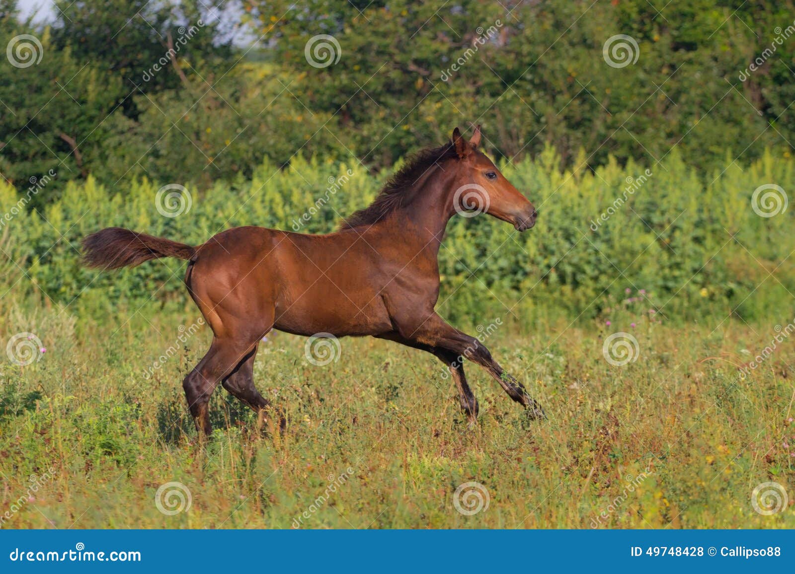 Bay colt run stock photo. Image of running, movement - 49748428