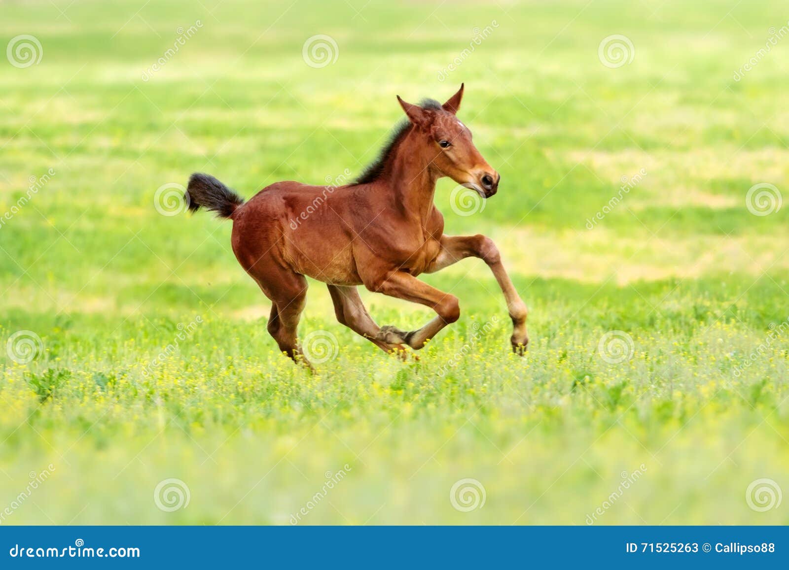 Bay colt run stock image. Image of farm, hoofed, flowers - 71525263