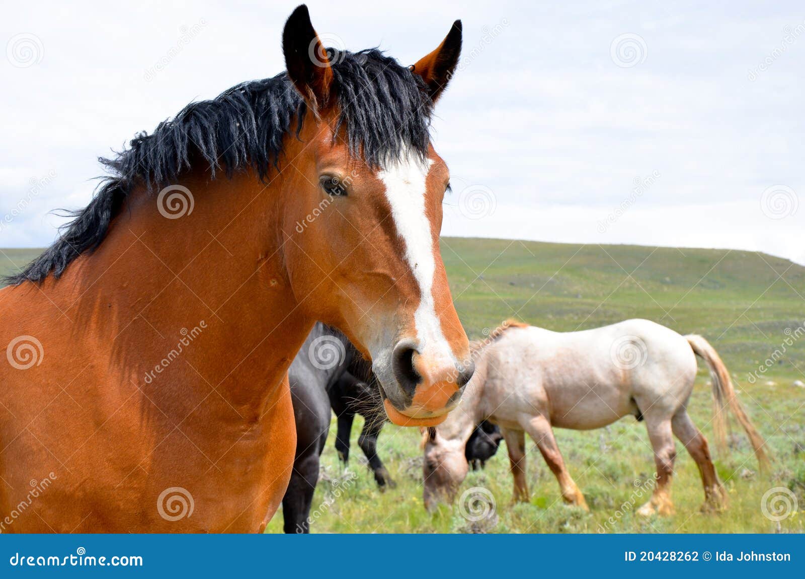 Bay Draft Horse stock photo. Image of summer, draft, horse - 20428262