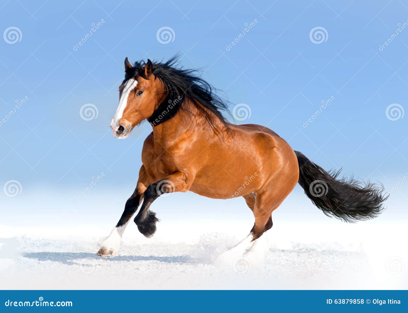 497 Draft Horse Snow Stock Photos - Free & Royalty-Free Stock Photos ...