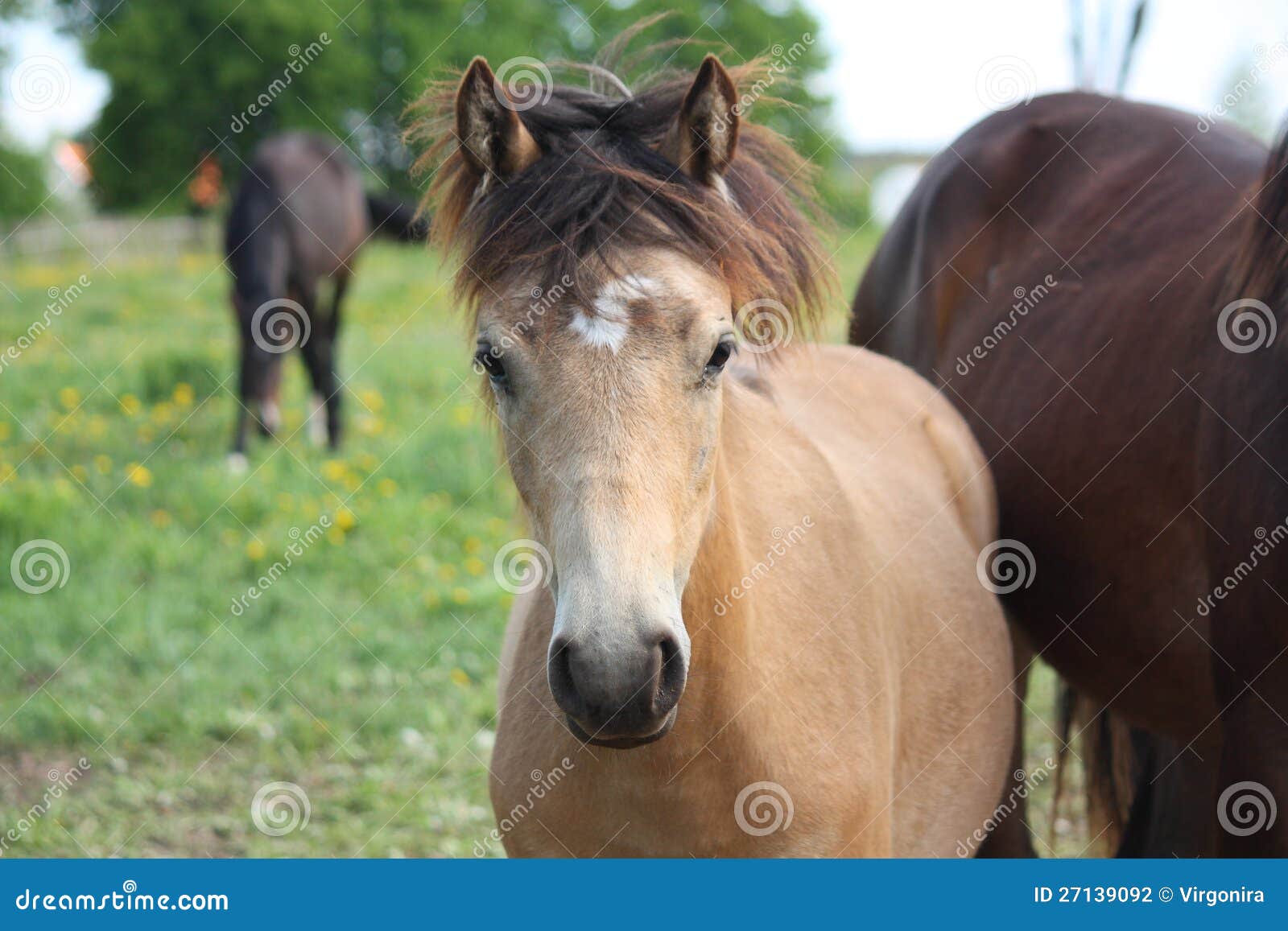 Bay dun foal portrait stock photo. Image of latvian, nature - 27139092