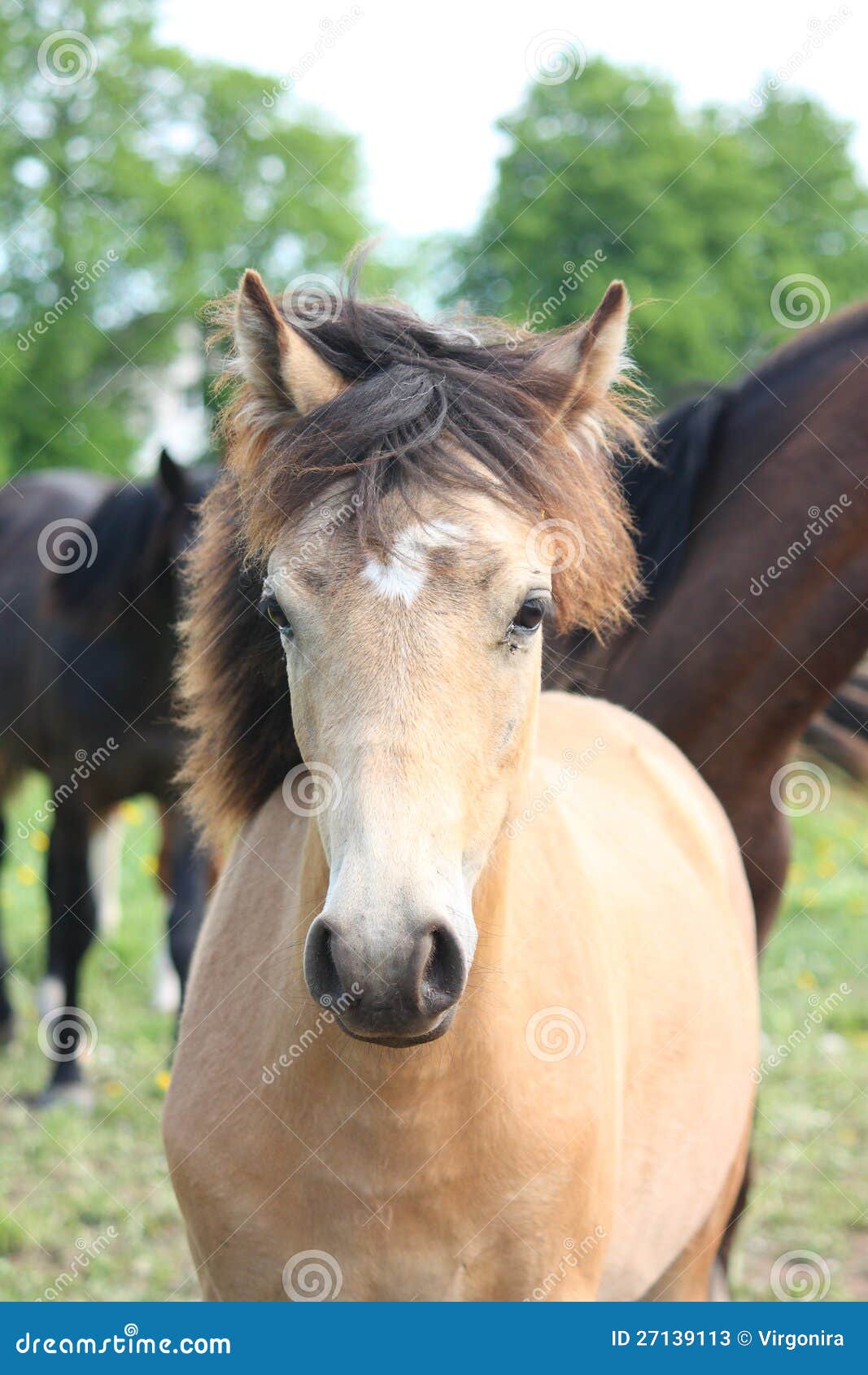 Bay dun foal portrait stock image. Image of latvian, grass - 27139113