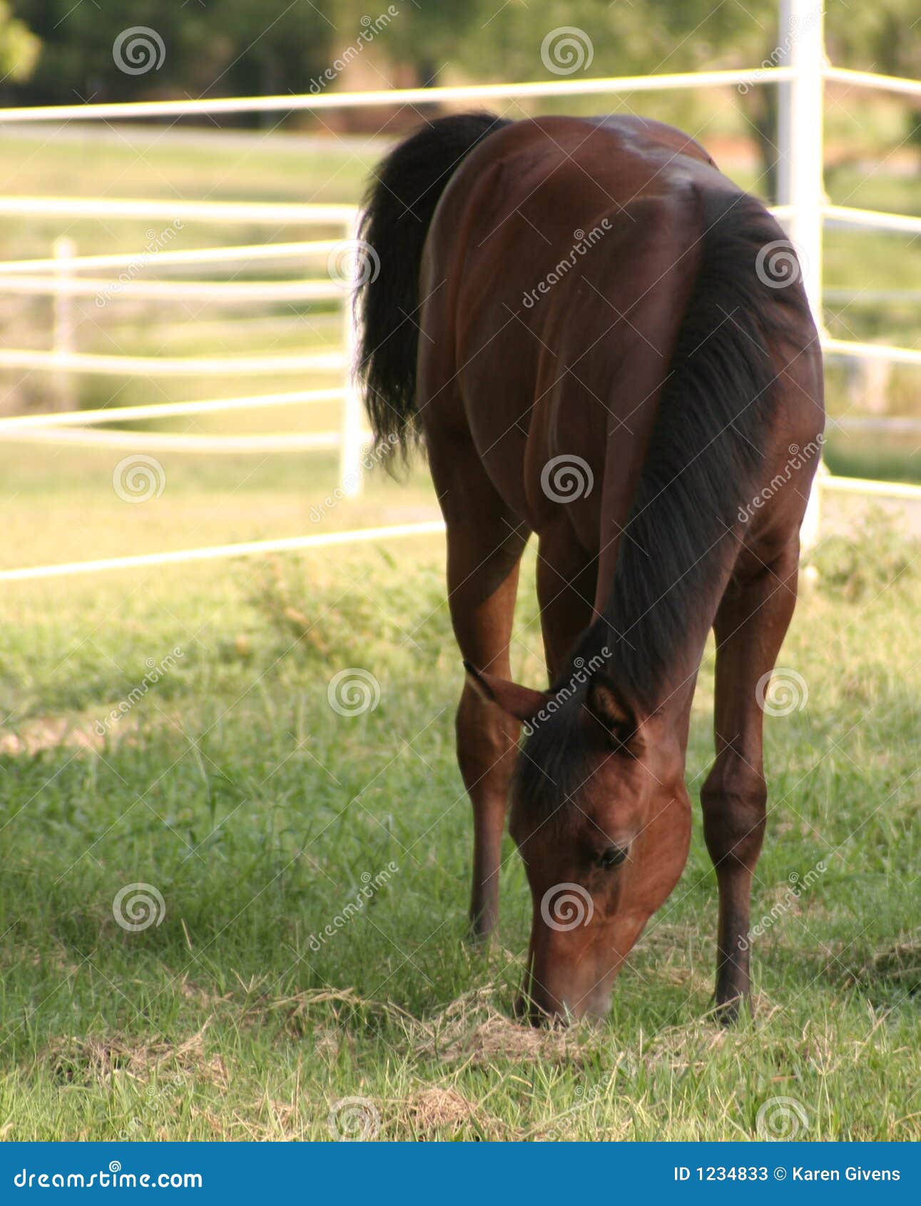 Bay Filly Picture. Image: 1234833