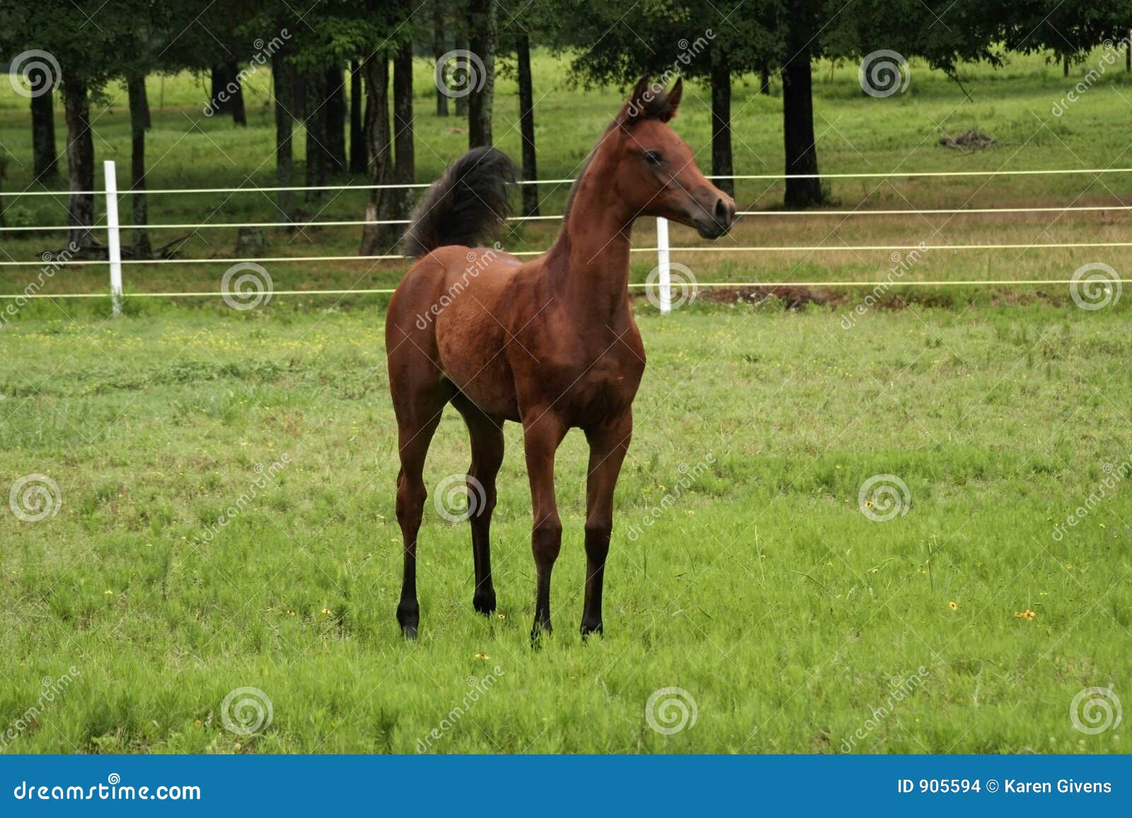 Bay Filly stock photo. Image of foal, alert, country, equine - 905594