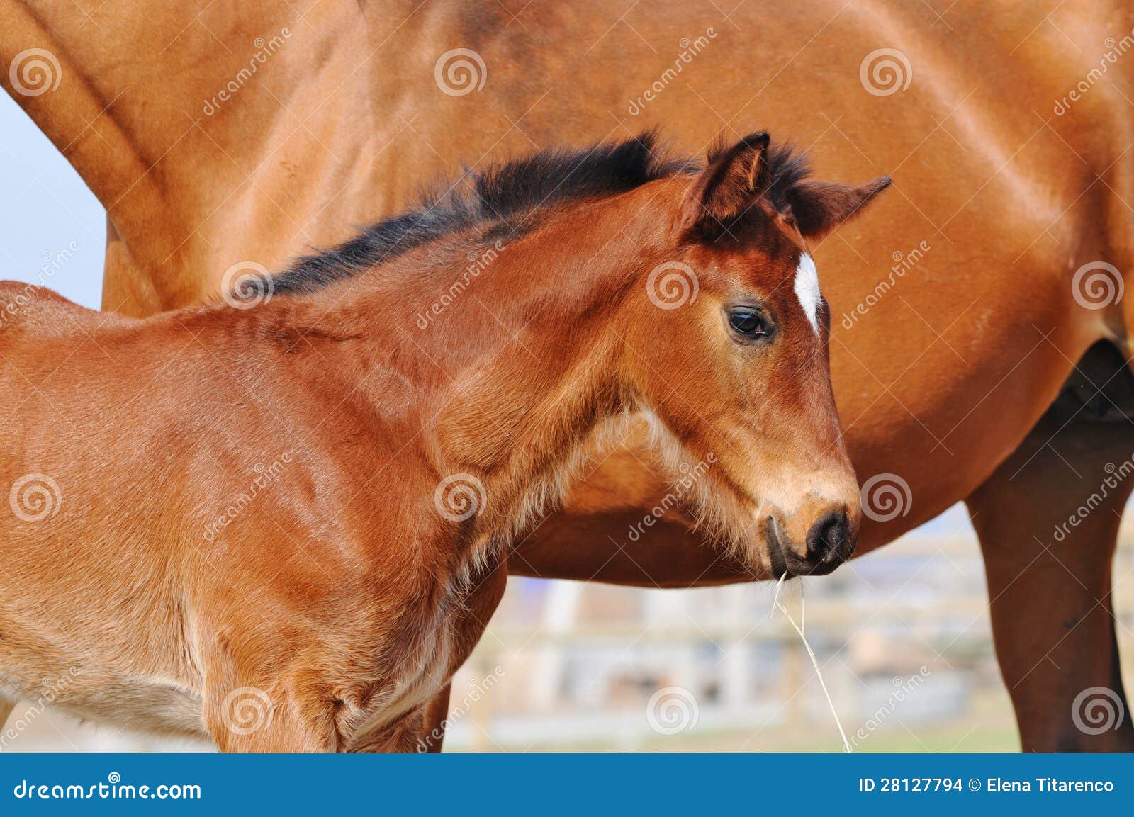 Bay foal stock photo. Image of domestic, brown, animal - 28127794