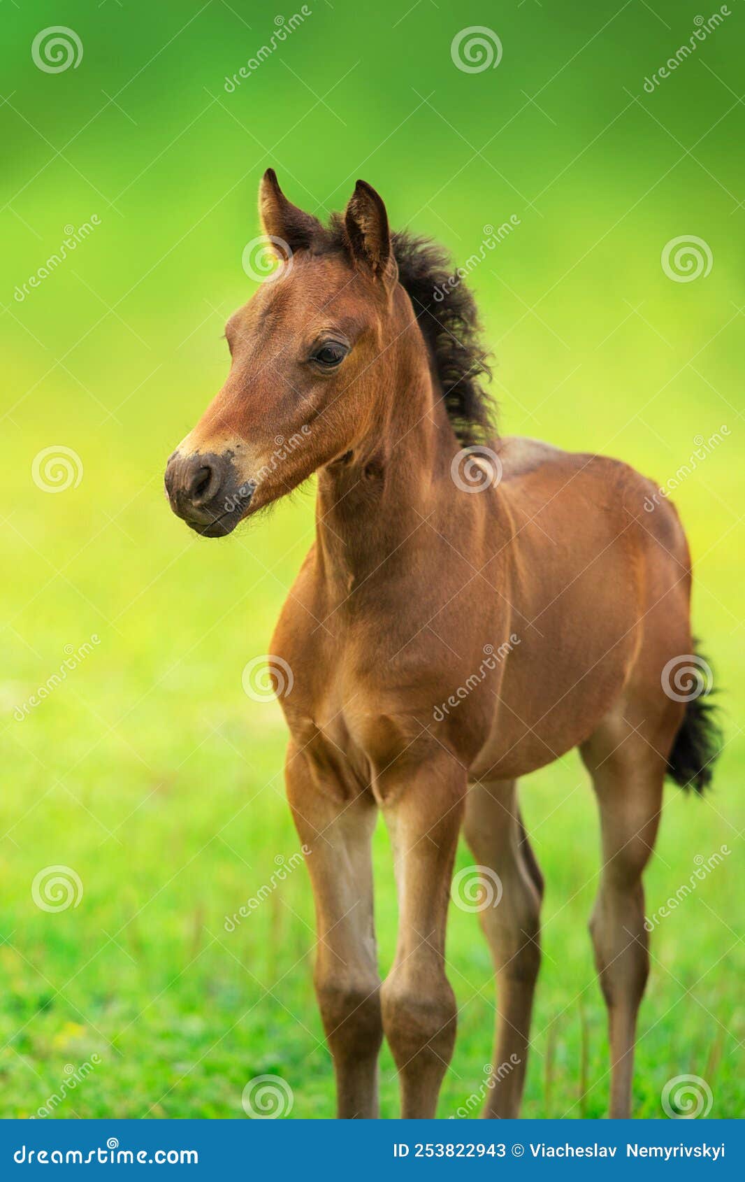 Bay foal close up stock image. Image of grass, flower - 253822943