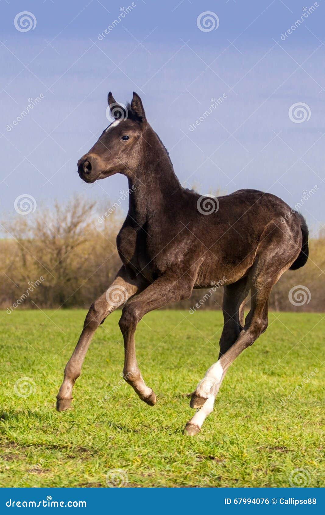 Bay foal stock photo. Image of mammal, background, male - 67994076