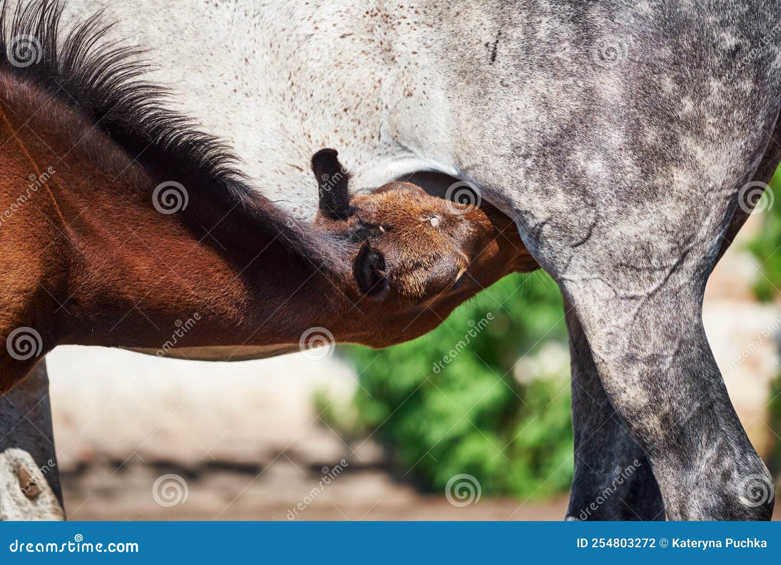 Bay Foal Drinking Milk from His Mother in the Paddock Stock Photo ...