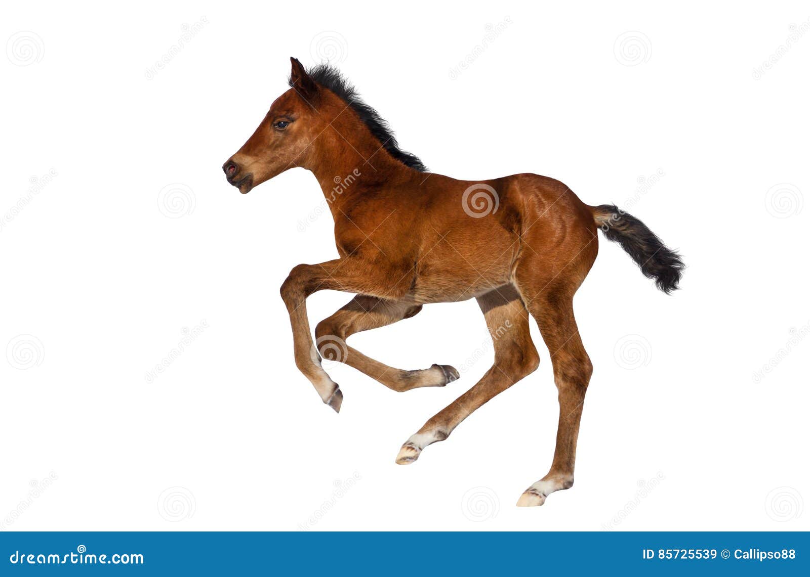 Bay foal isolated stock image. Image of mare, brown, shetland - 85725539