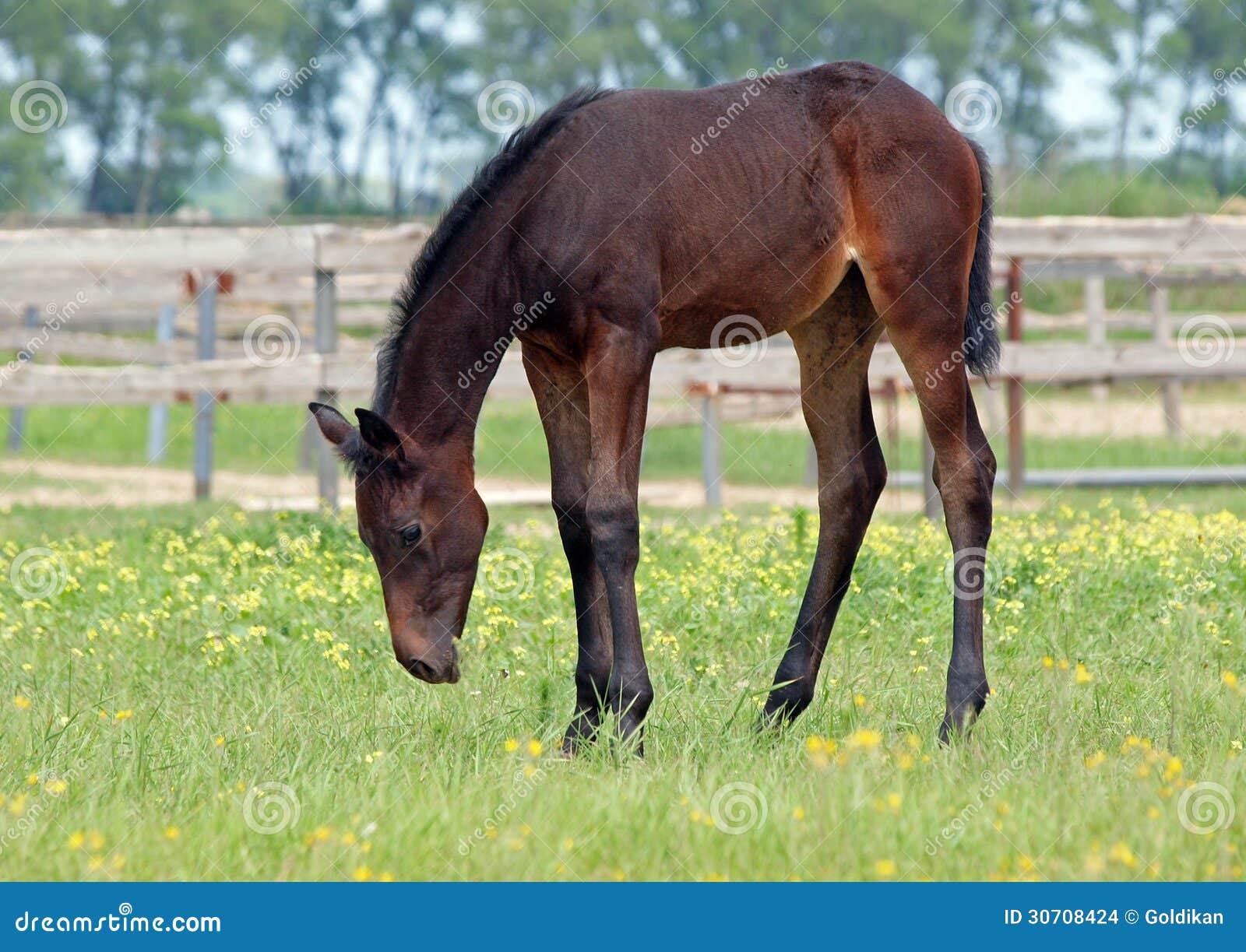 Bay foal on a pasture stock photo. Image of breeding - 30708424