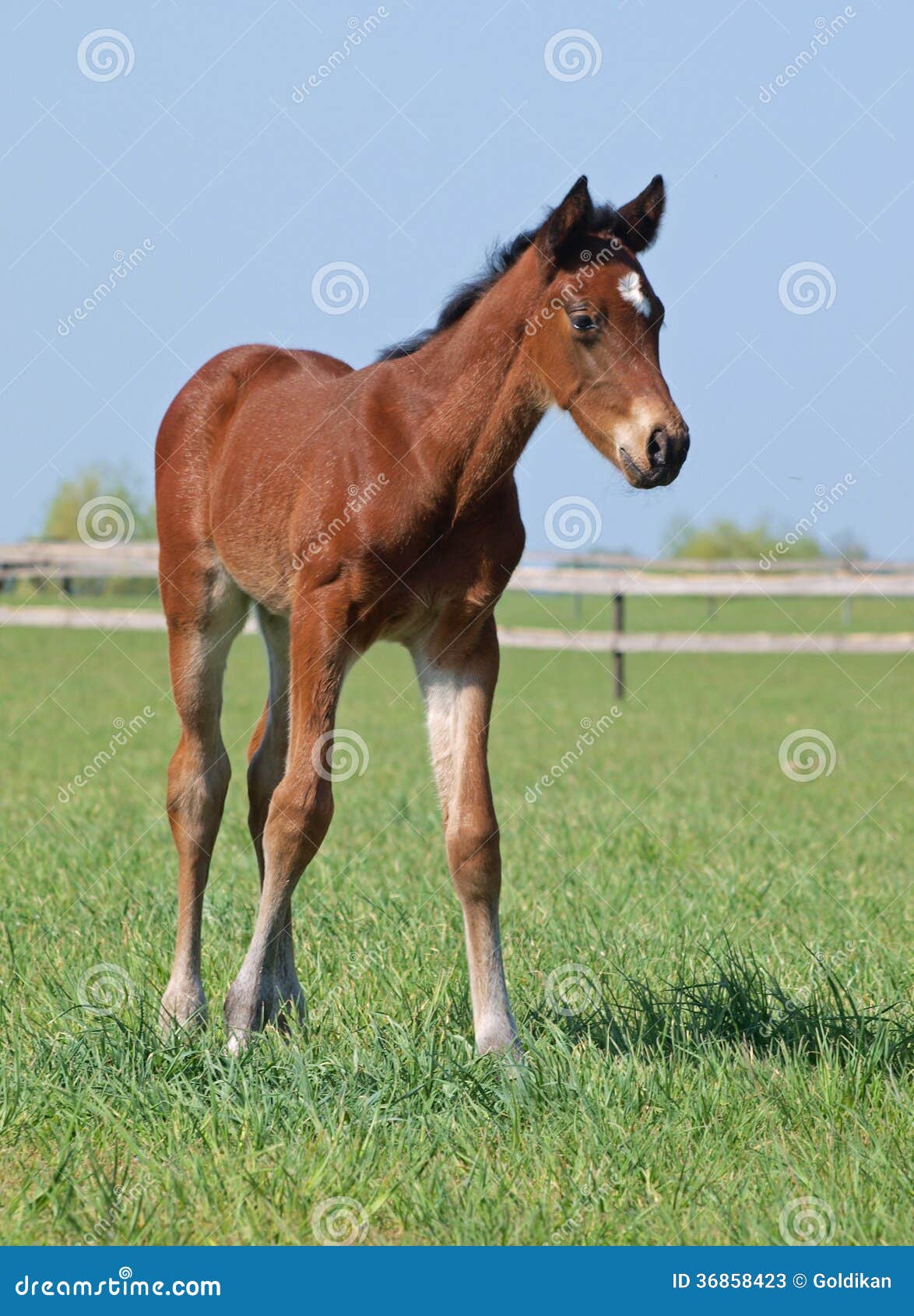 Royalty Free Images, Cartoons, Illustrations And Photos Designed By ...