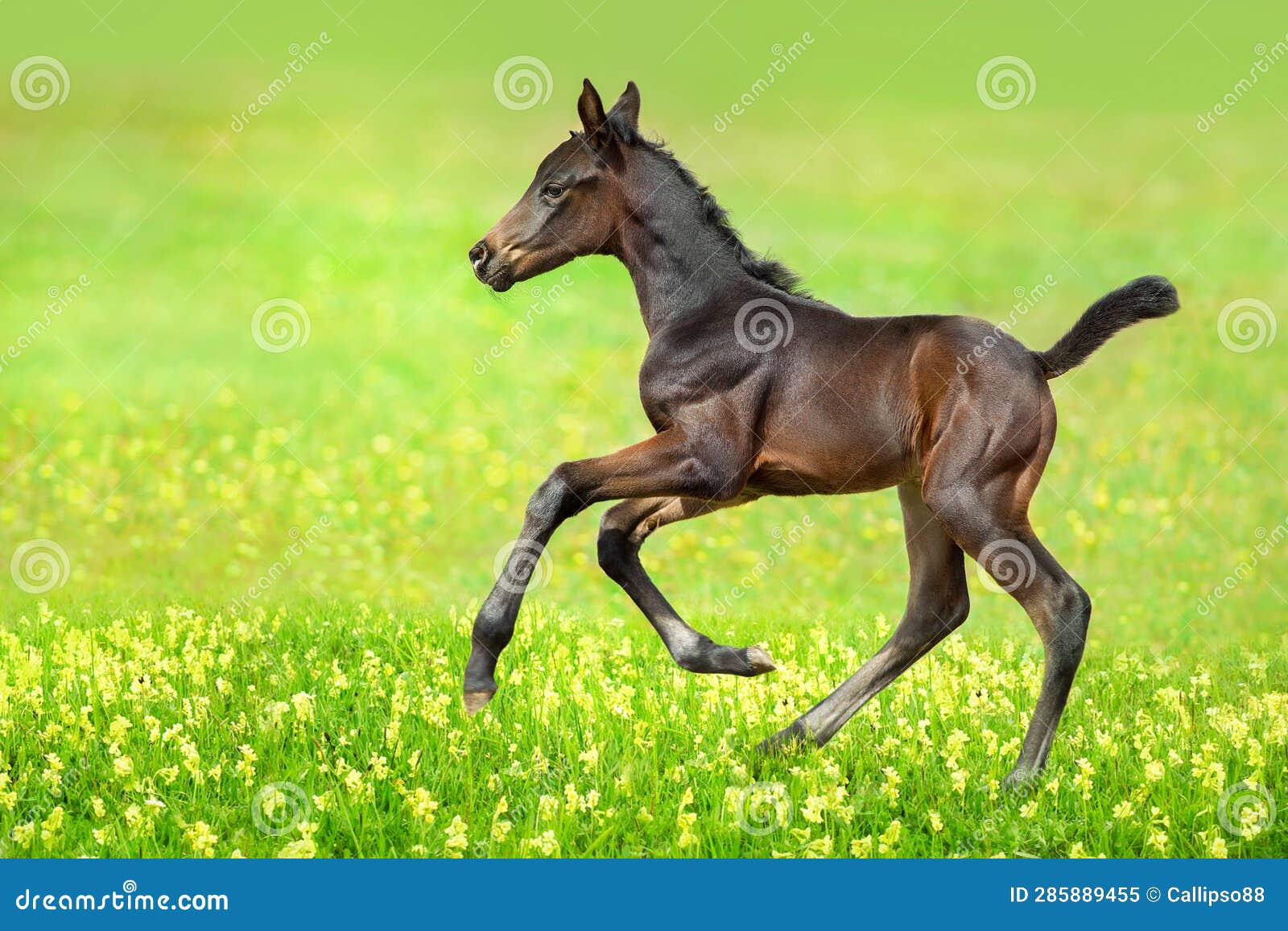 Bay foal run gallop stock image. Image of young, equestrian - 285889455