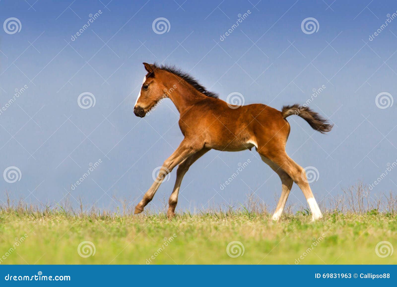 Bay foal run stock image. Image of purebred, gallop, horse - 69831963