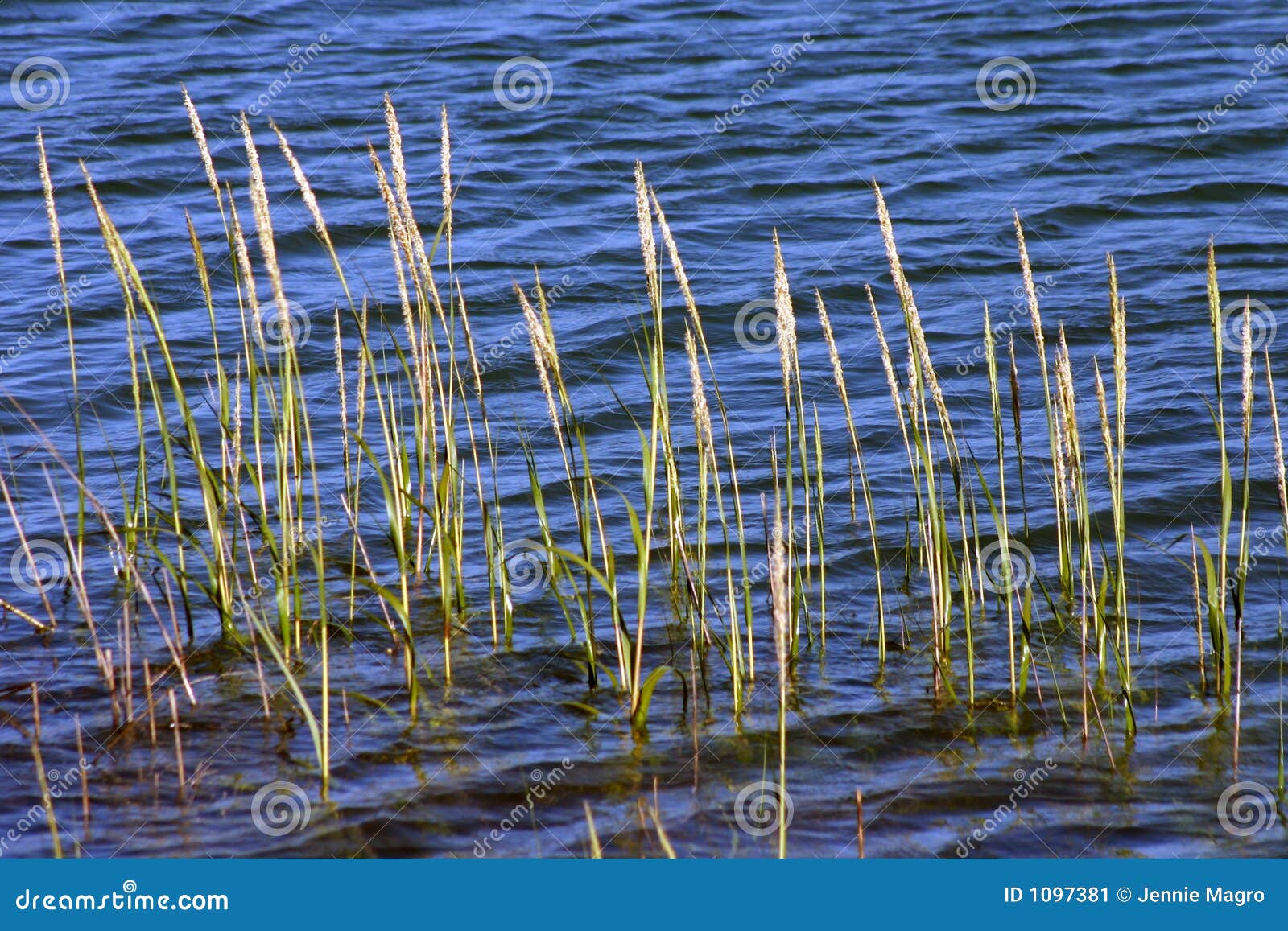 Bay Grass stock image. Image of pond, green, straw, culm - 1097381