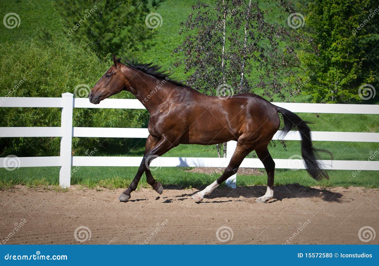 Bay Horse Cantering in Arena Stock Photo - Image of sand, trott: 15572580