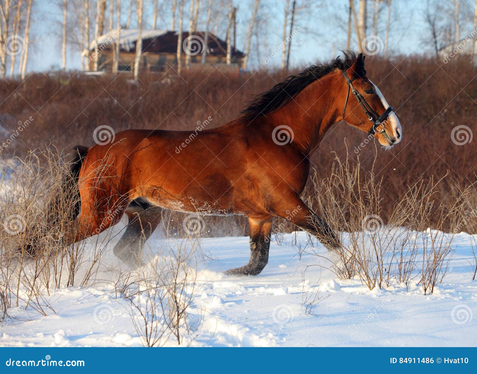 Bay Horse Galloping in Winter Stud Farm Stock Photo - Image of nature ...