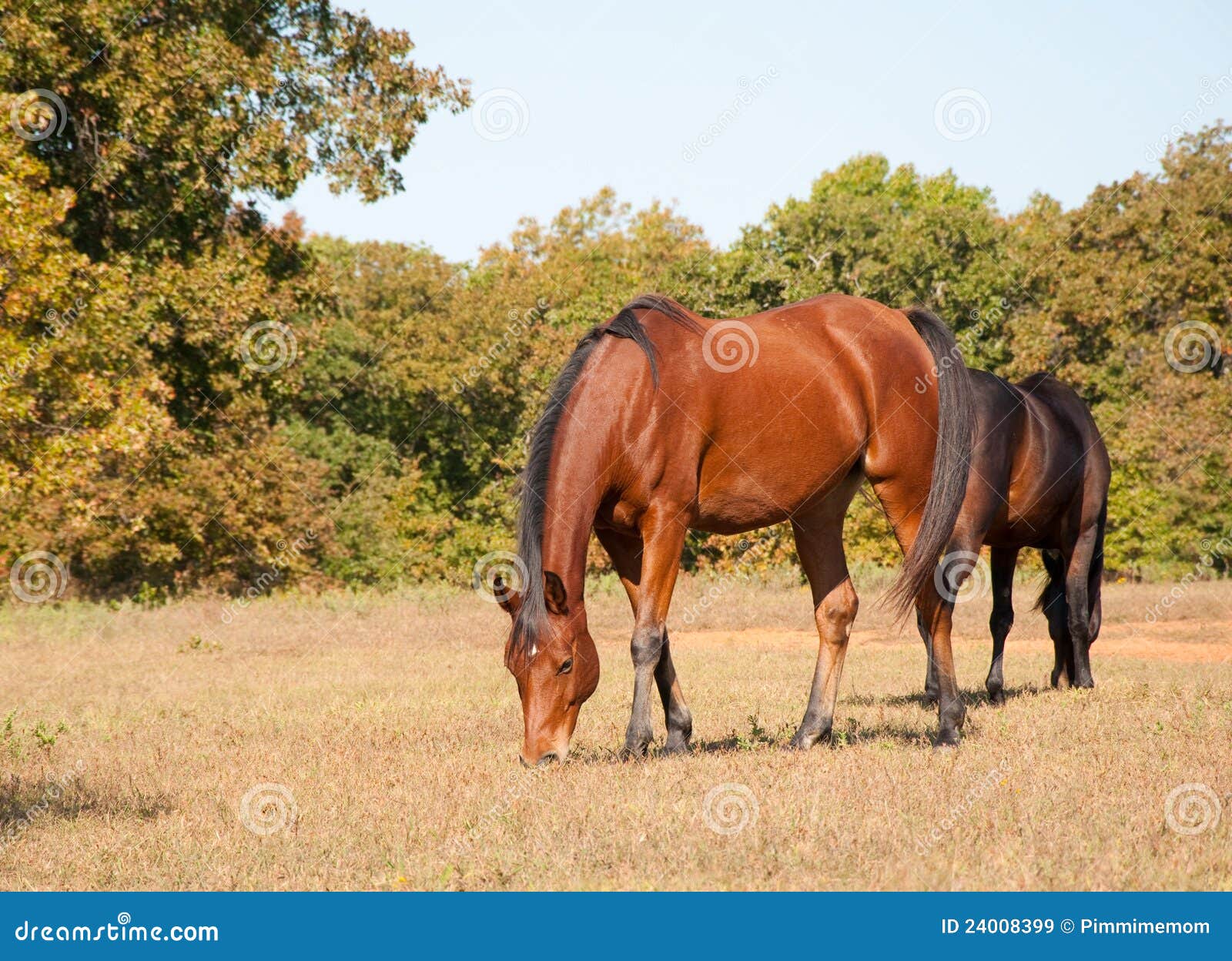 Bay Horse Grazing in Fall Pasture Stock Image - Image of head, forelock ...