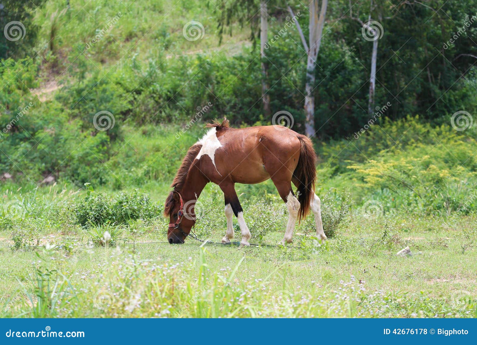 Bay Horse Grazing in Spring Pasture Stock Photo - Image of sunny ...