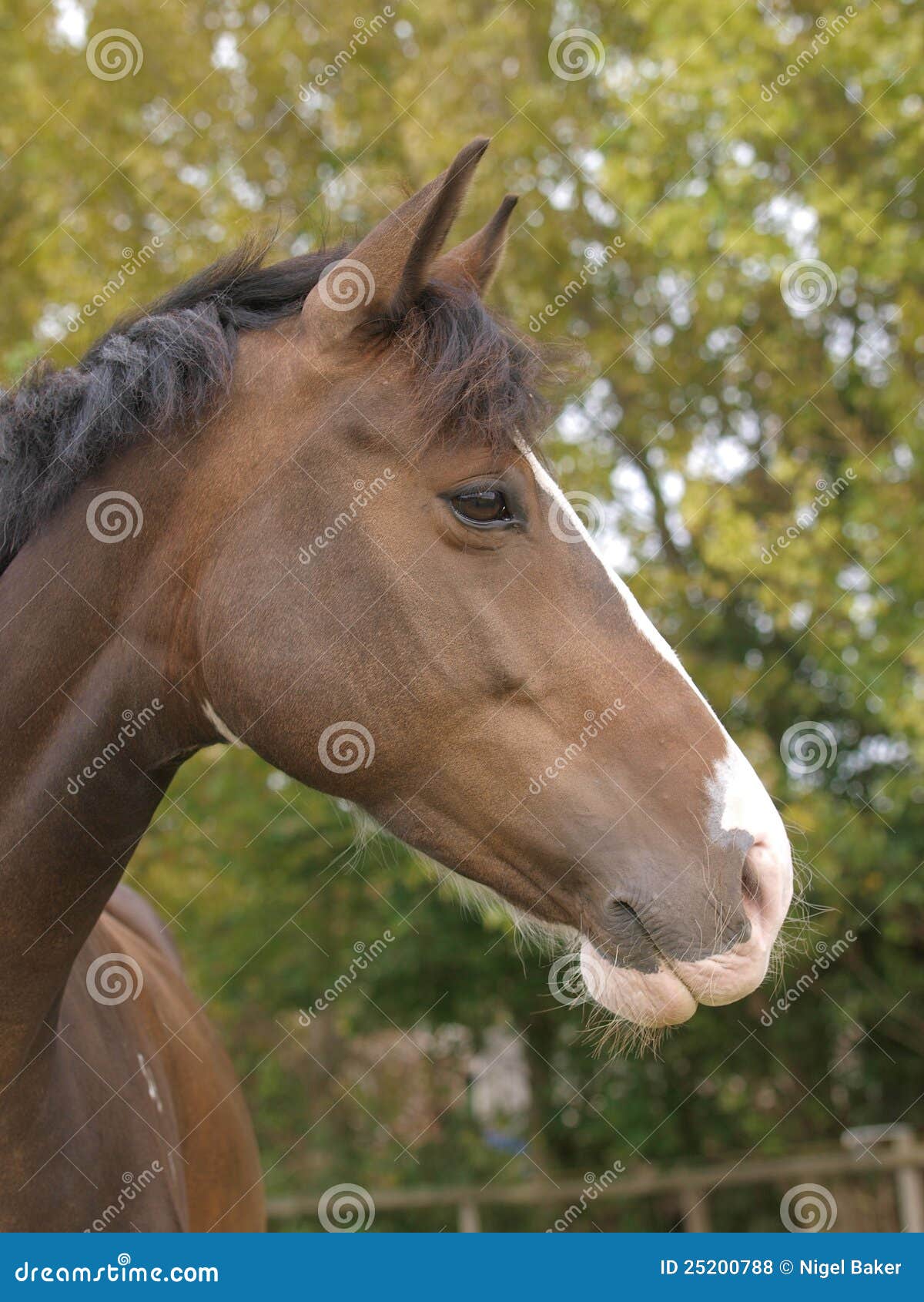 Bay Horse Head Shot stock photo. Image of equestrian - 25200788