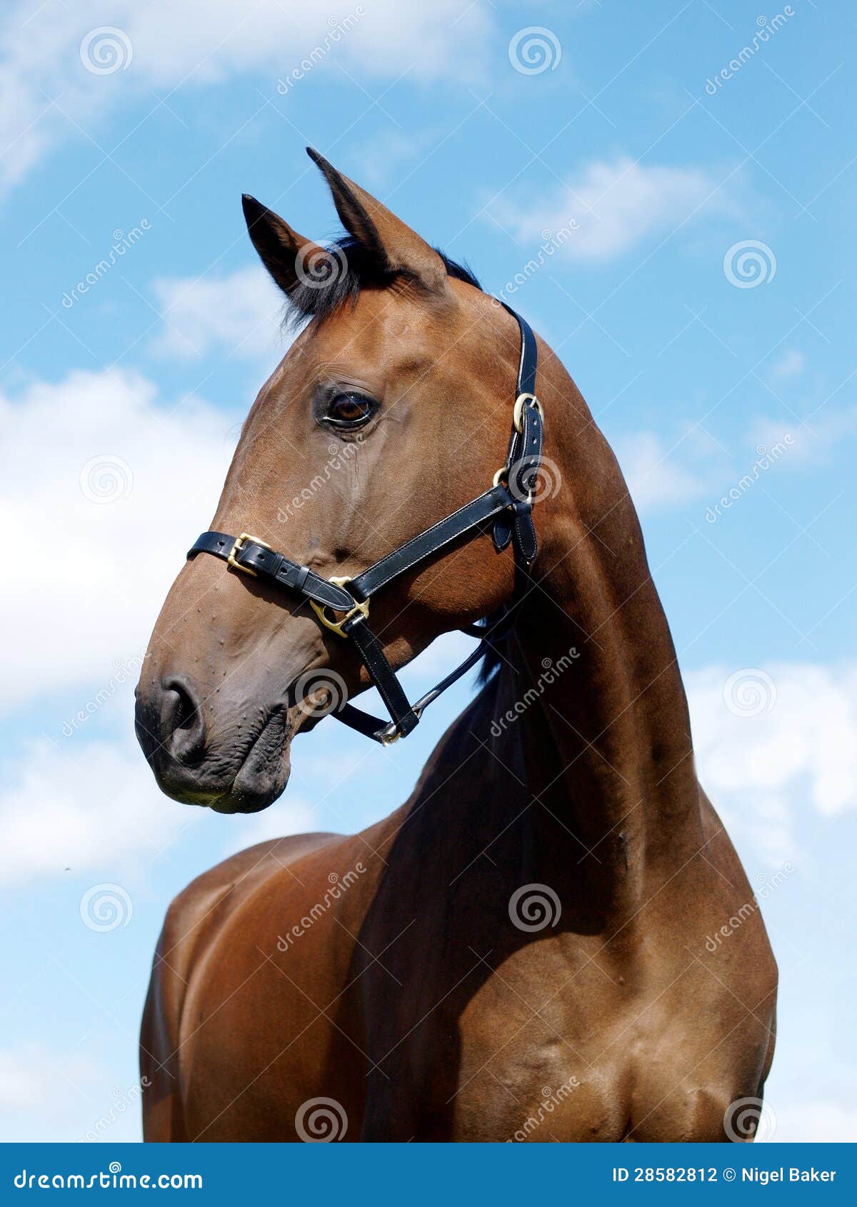 Bay Horse Head Shot stock photo. Image of outside, equestrian - 28582812