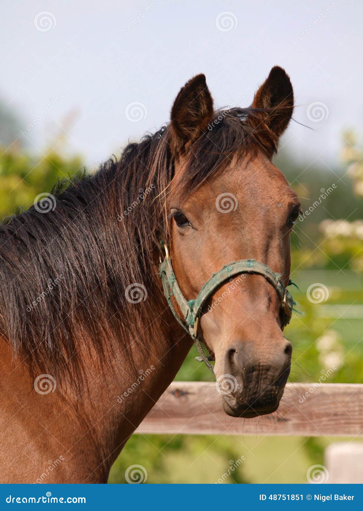 Bay Horse Head Shot stock image. Image of equine, mane - 48751851