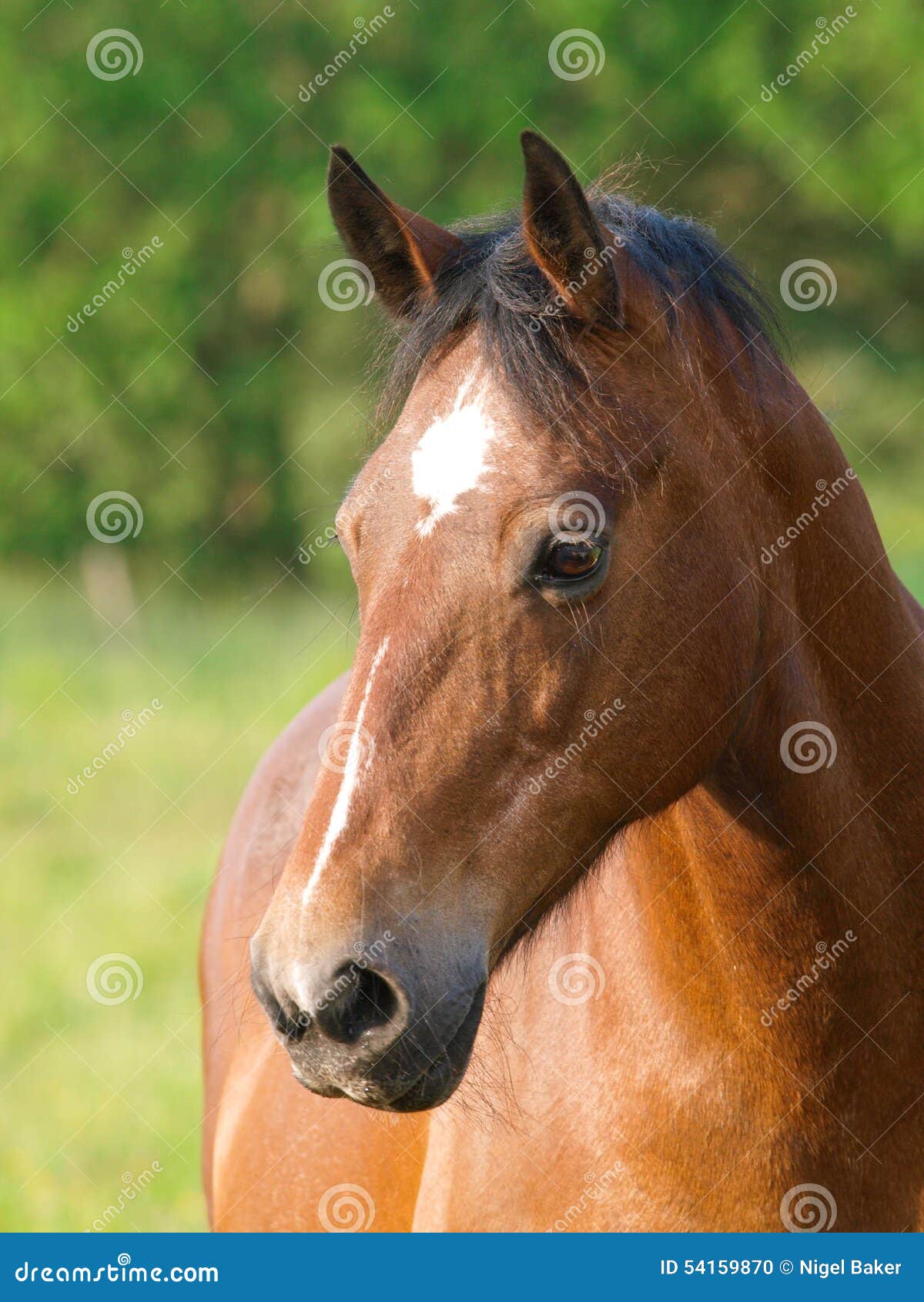 Bay Horse Head Shot stock photo. Image of riding, equestrian - 54159870