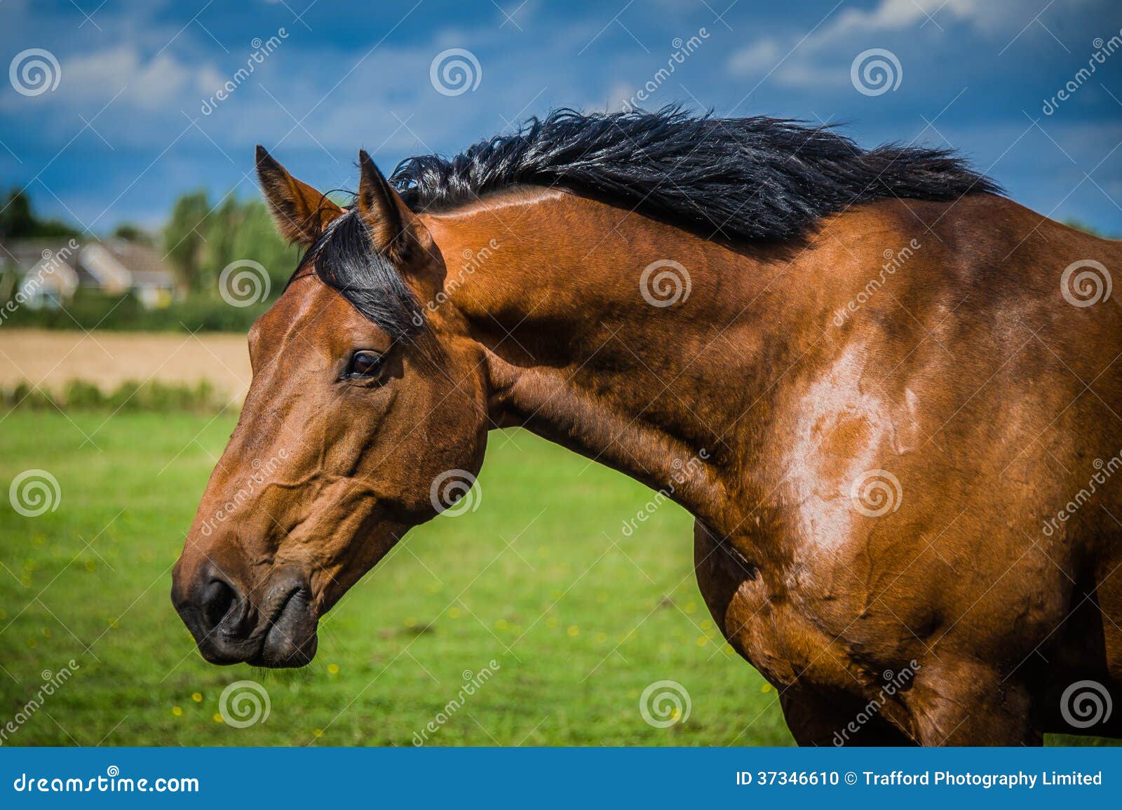 Horse Headshot In Halter Stock Image | CartoonDealer.com #30067795