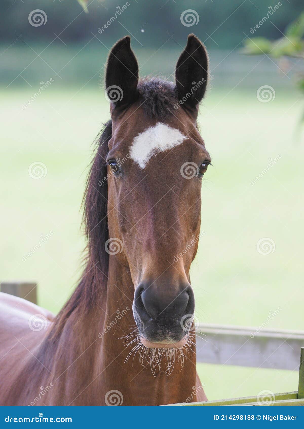 Bay Horse Headshot stock photo. Image of shot, look - 214298188