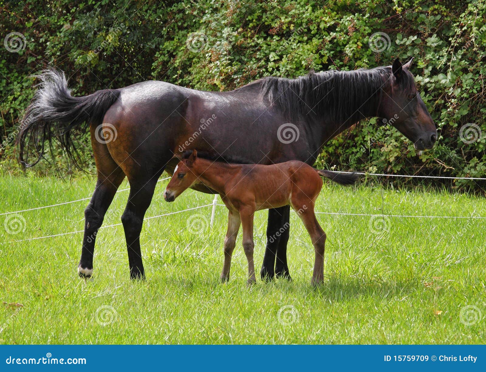 Bay Horse with her Foal stock image. Image of hooves - 15759709