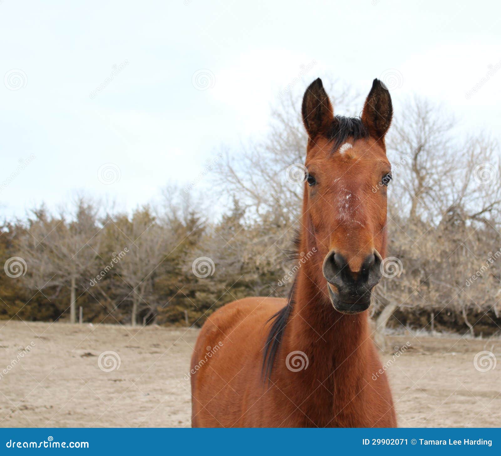 Horse looking alert stock image. Image of dappled, feed - 29902071