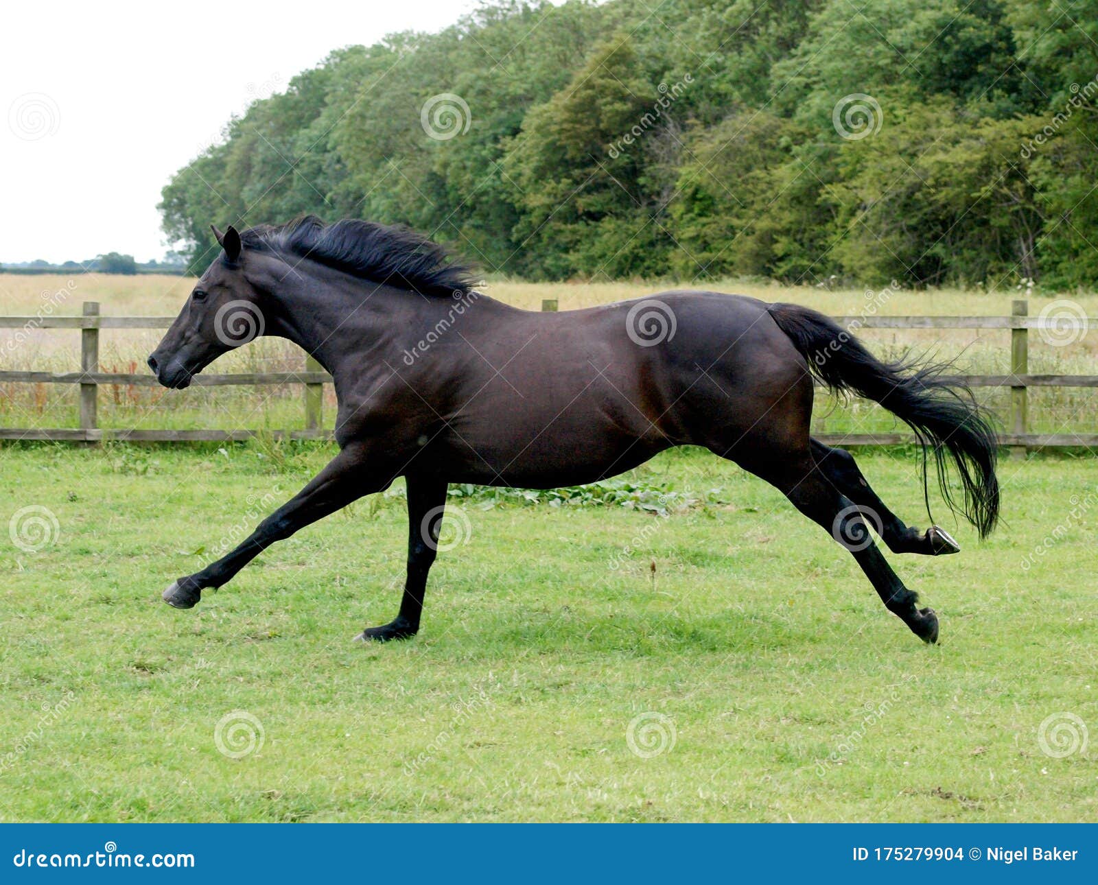 Bay Horse in Paddock stock photo. Image of paddock, gallop - 175279904