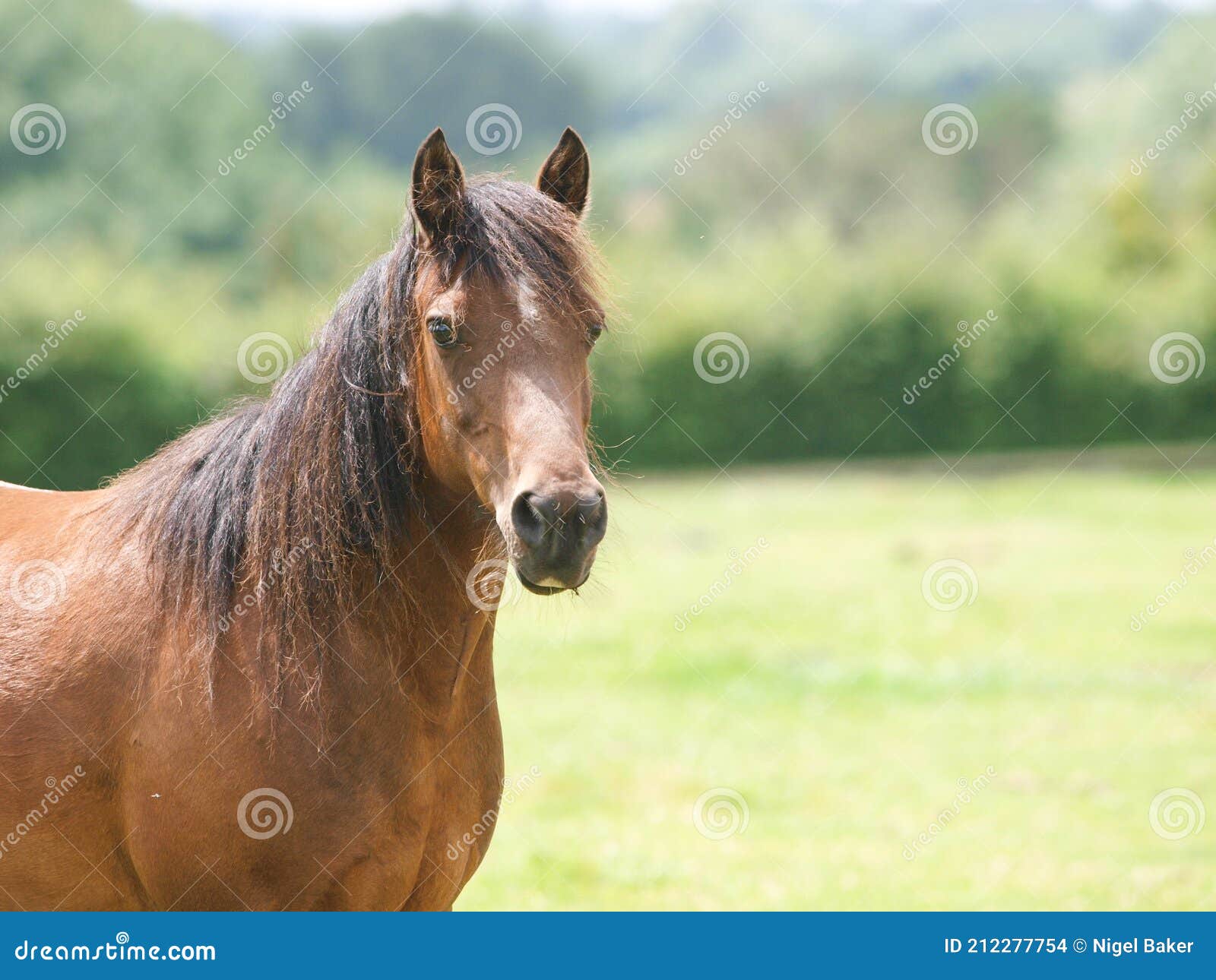 Bay Horse in Paddock stock photo. Image of equestrian - 212277754