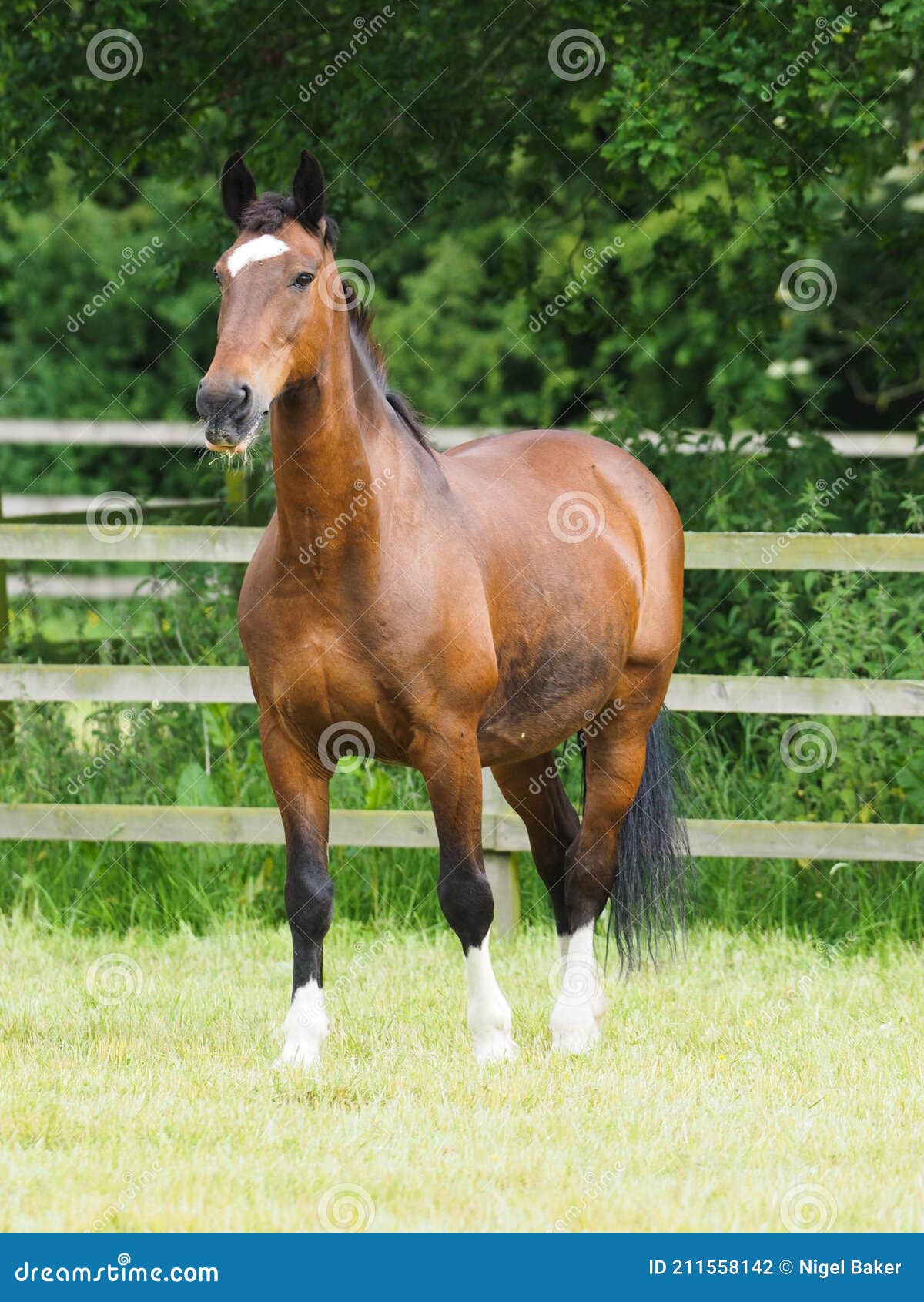 Bay Horse in Paddock stock photo. Image of laminitis - 211558142