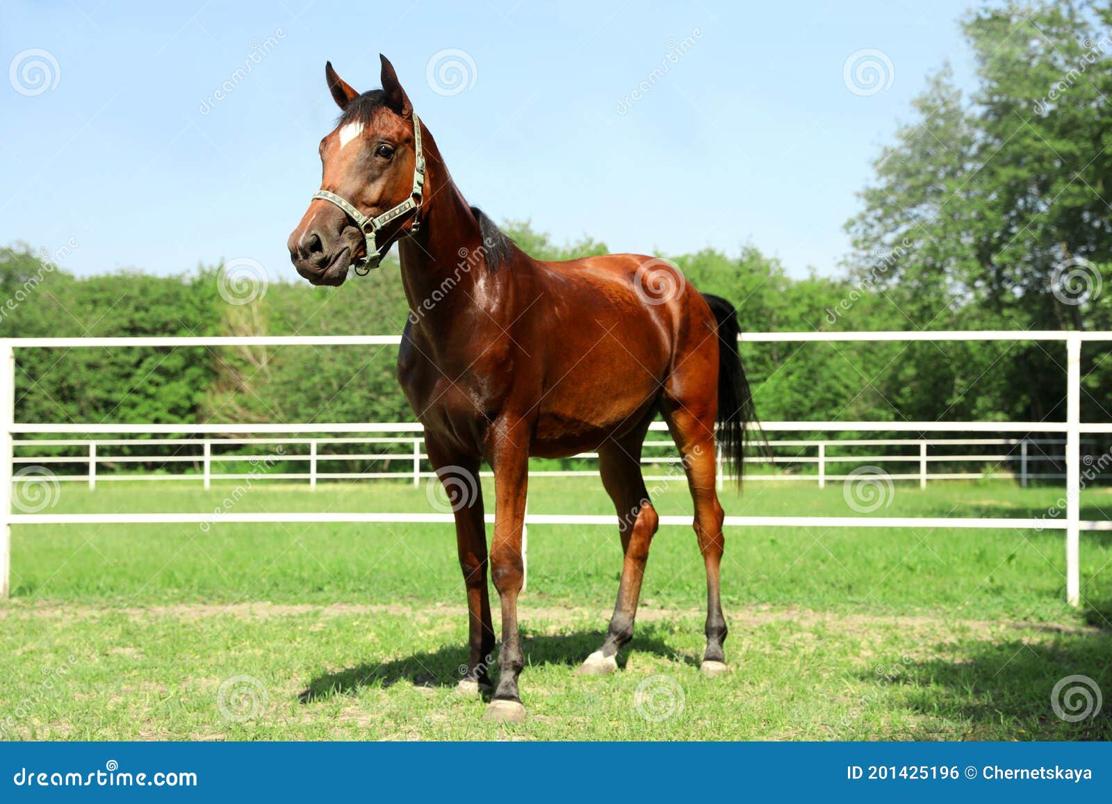 Bay Horse in Paddock on Sunny Day. Beautiful Pet Stock Photo - Image of ...