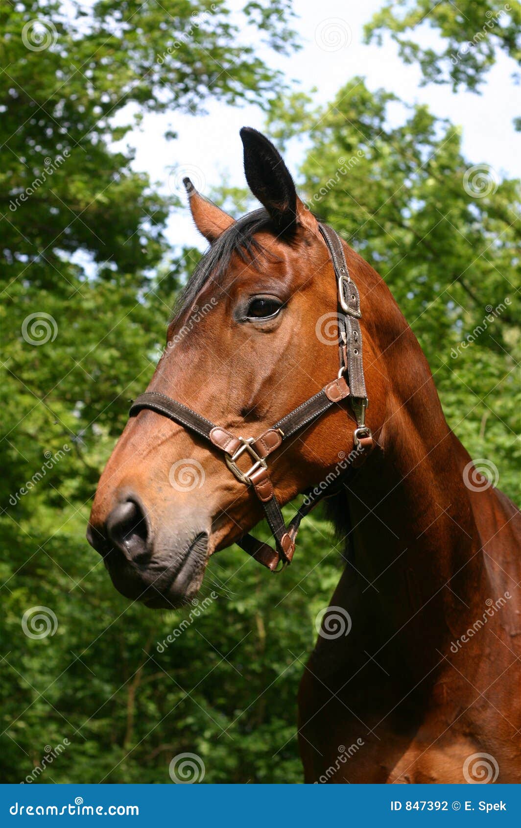 Bay horse portrait stock photo. Image of face, rest, sport - 847392