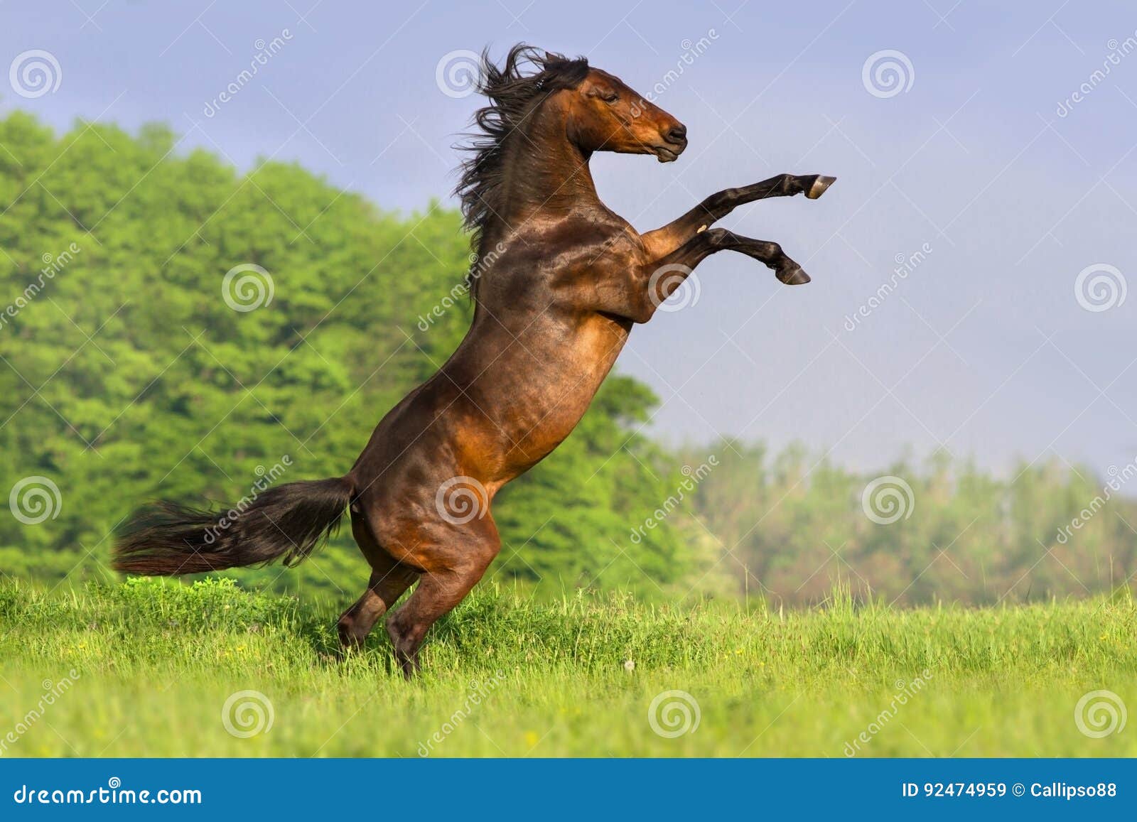 Chestnut Horse Rearing