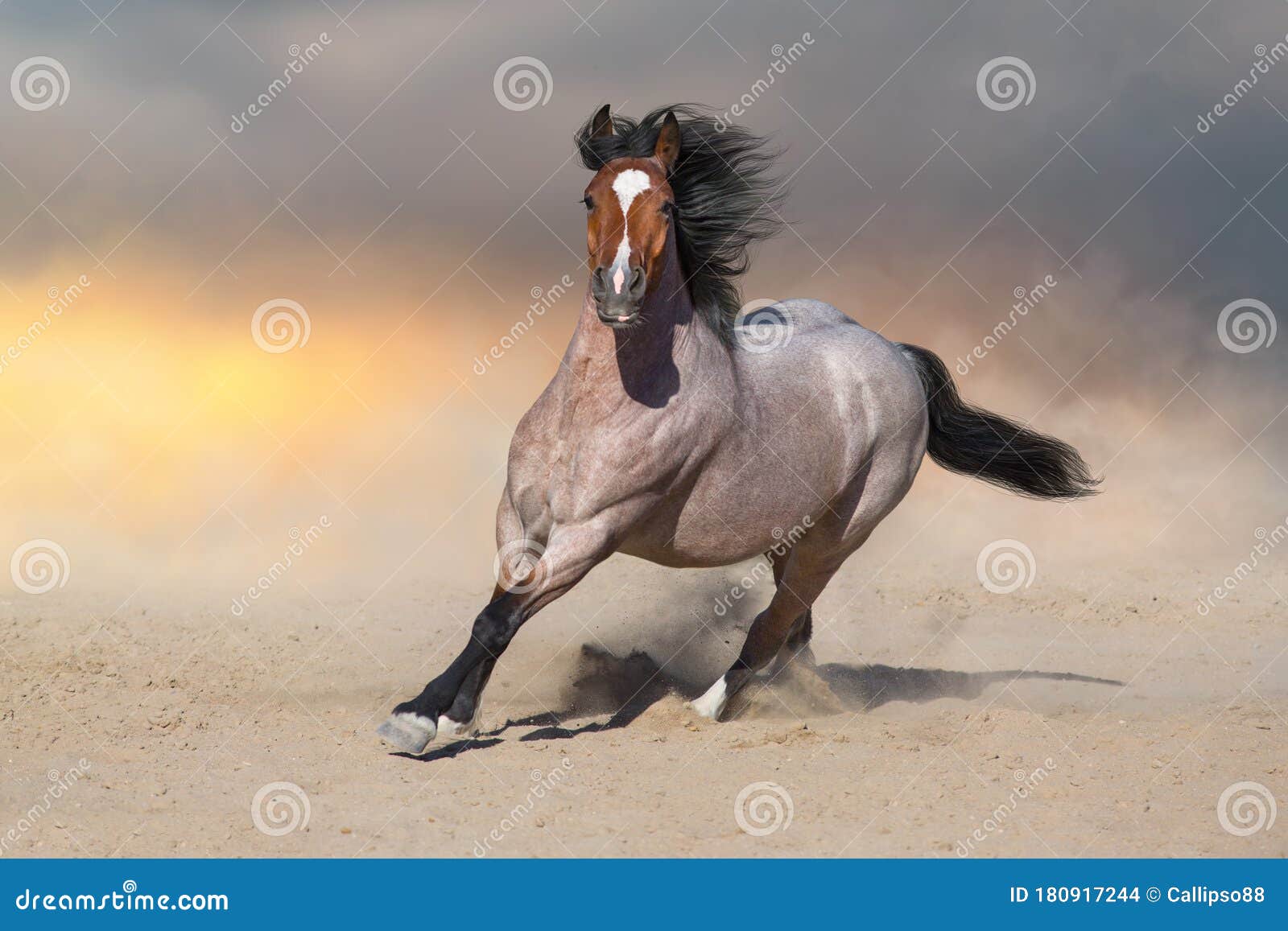 Draft Horses Running