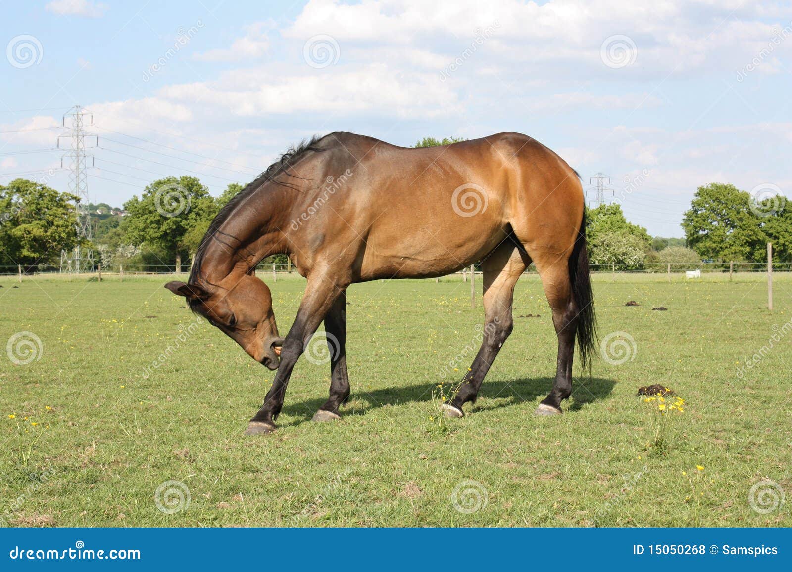 Bay Horse Scratching stock photo. Image of grass, tail - 15050268