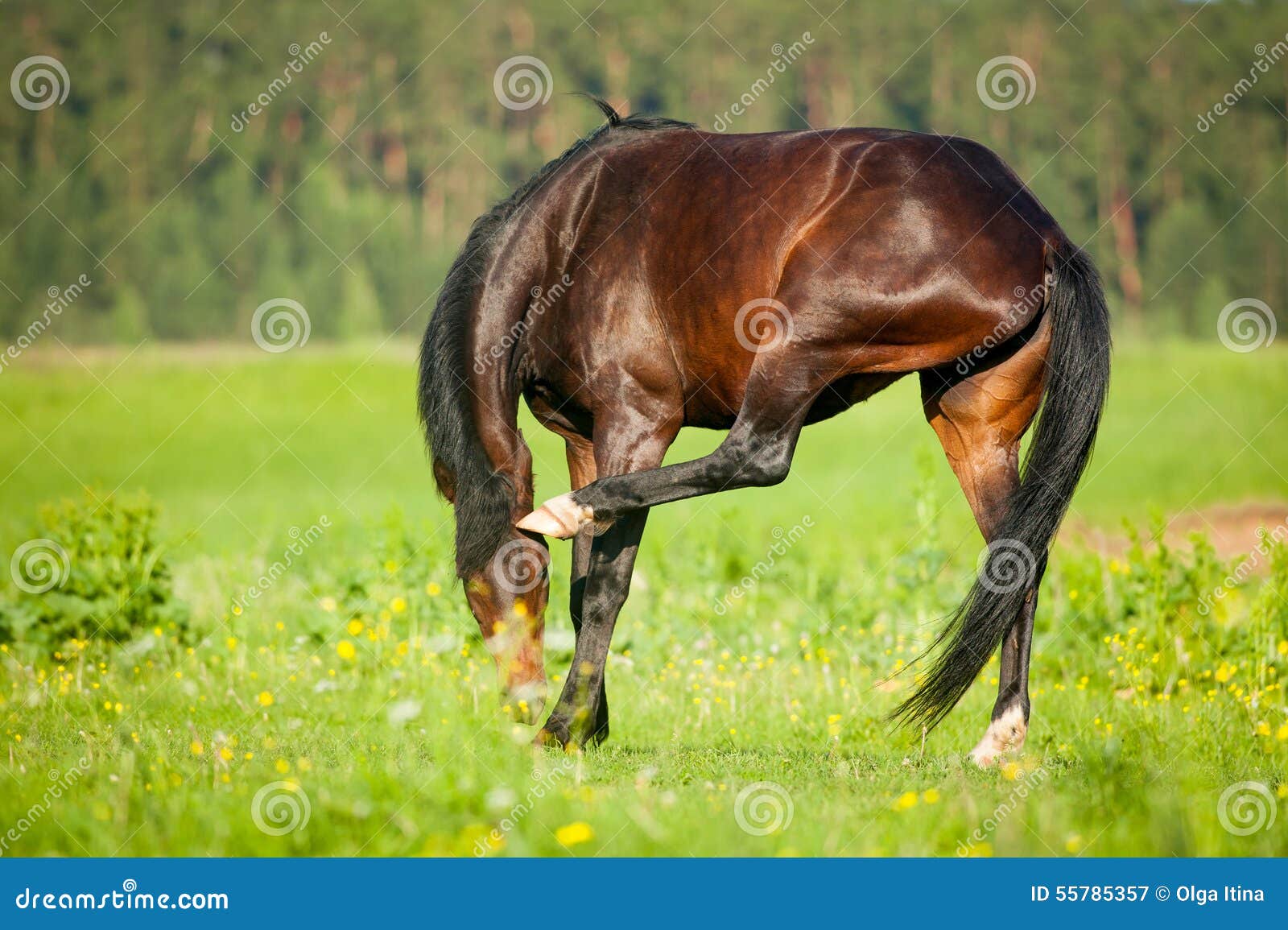Bay Horse Scratching Itself in Evening Meadow Stock Image - Image of ...