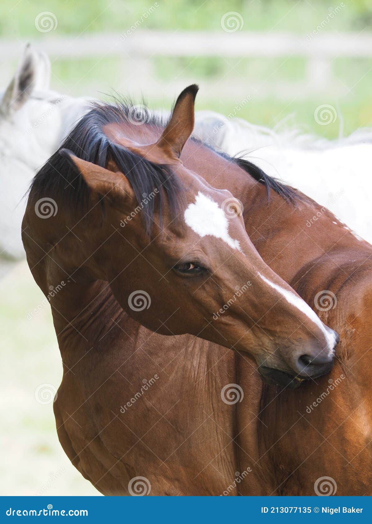 Scratching Horse stock image. Image of single, equestrian - 213077135