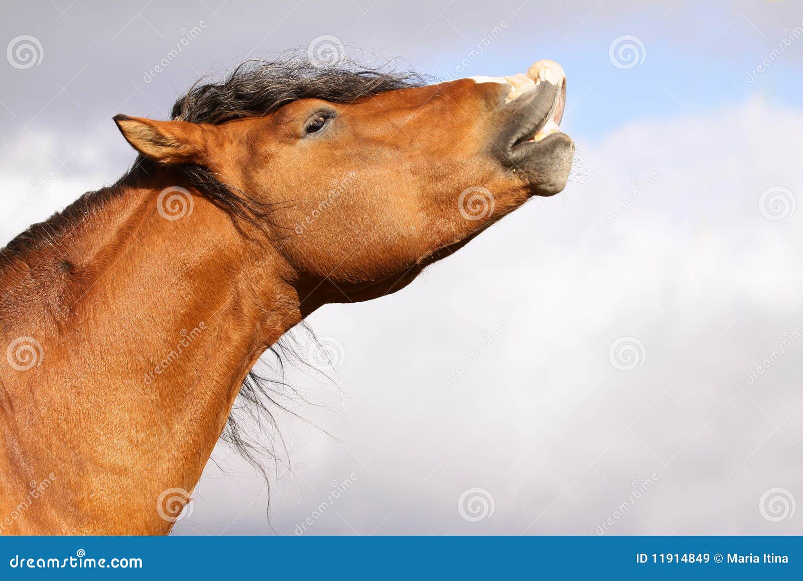 Bay horse smiling stock image. Image of mammal, beauty - 11914849
