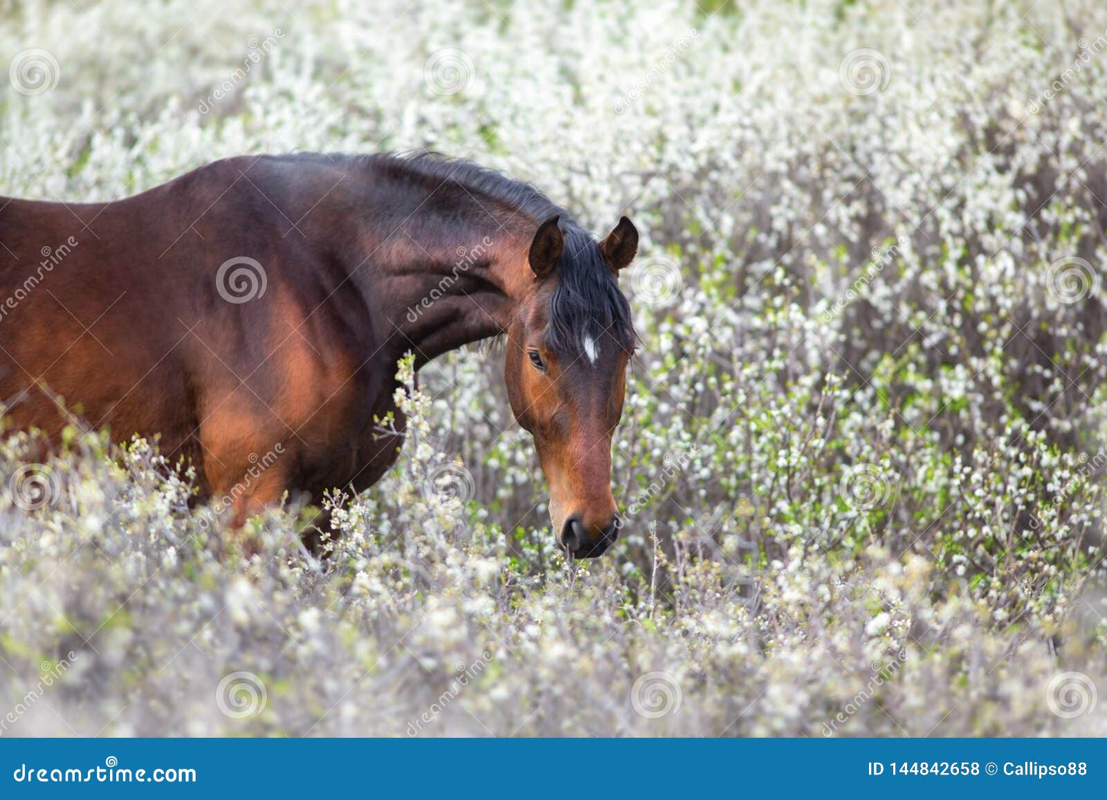Bay Horse on Spring Blossom Stock Photo - Image of brown, domestic ...