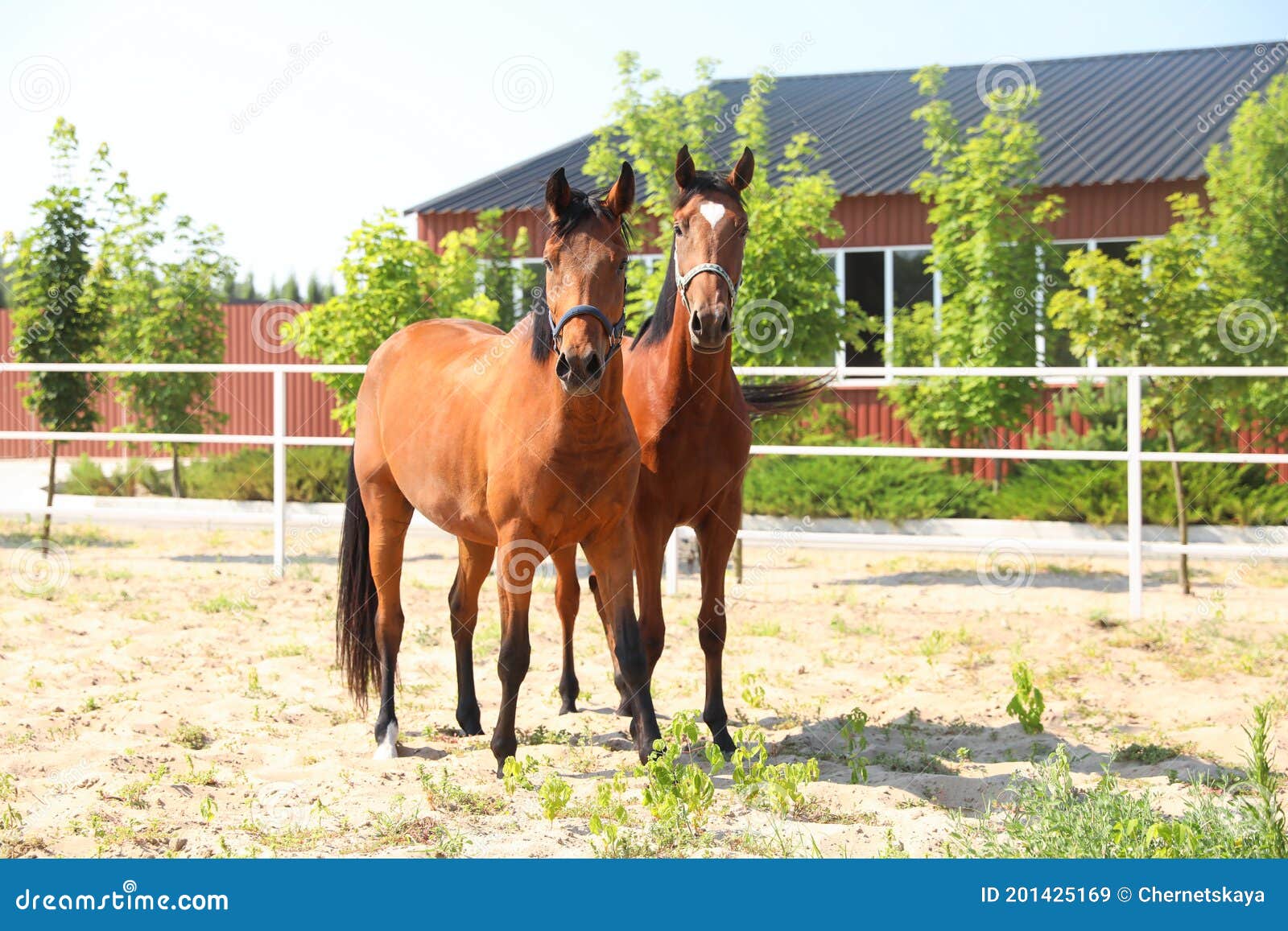 Bay Horses in Paddock on Sunny Day. Beautiful Pets Stock Image - Image ...