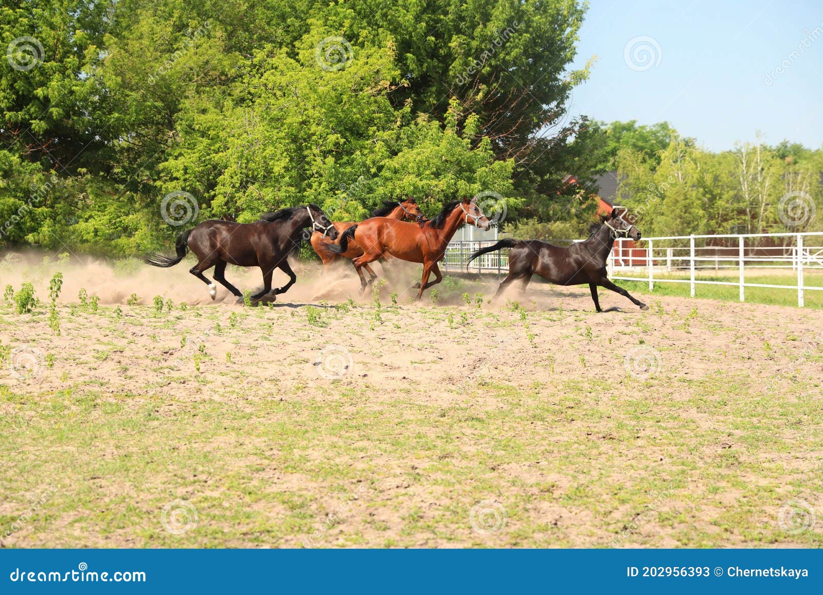 Bay Horses in Paddock on Sunny Day. Beautiful Pets Stock Image - Image ...