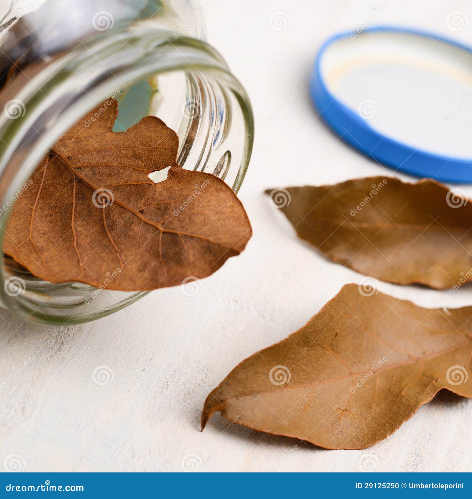 Bay laurel dried stock photo. Image of seasoning, spicy - 29125250