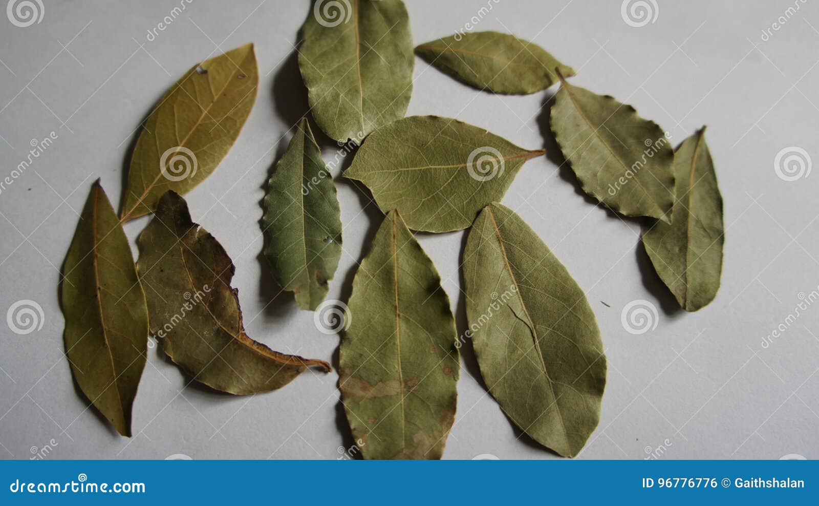 Bay Laurel Leaves stock photo. Image of food, flavor - 96776776